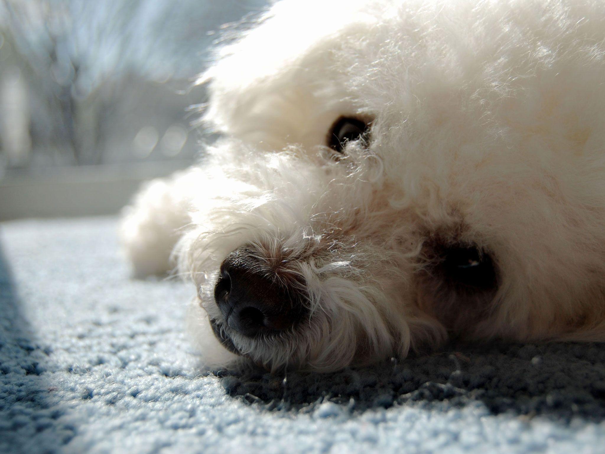 Bichon Frise Wallpapers - Top Free Bichon Frise Backgrounds ...