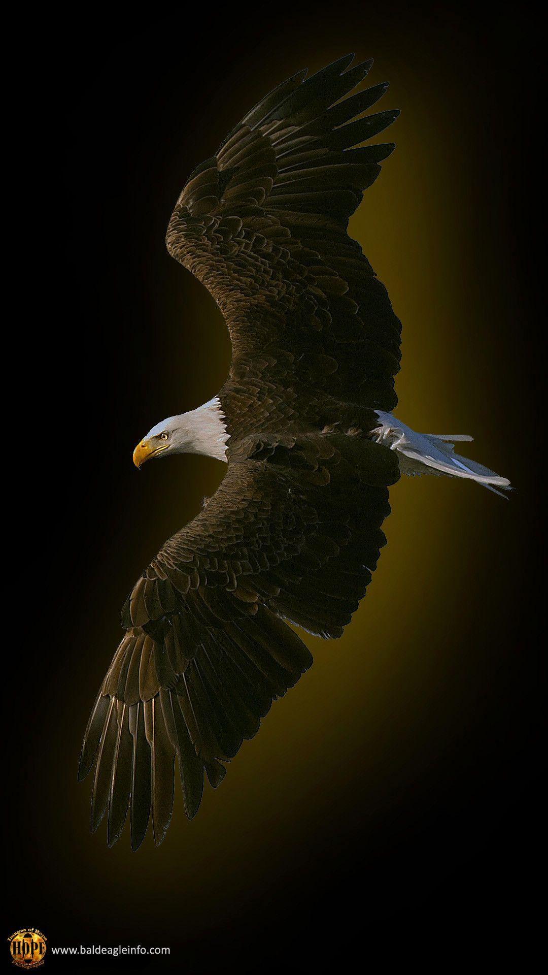 Eagle HD Phone Wallpapers - Top Free Eagle HD Phone Backgrounds ...