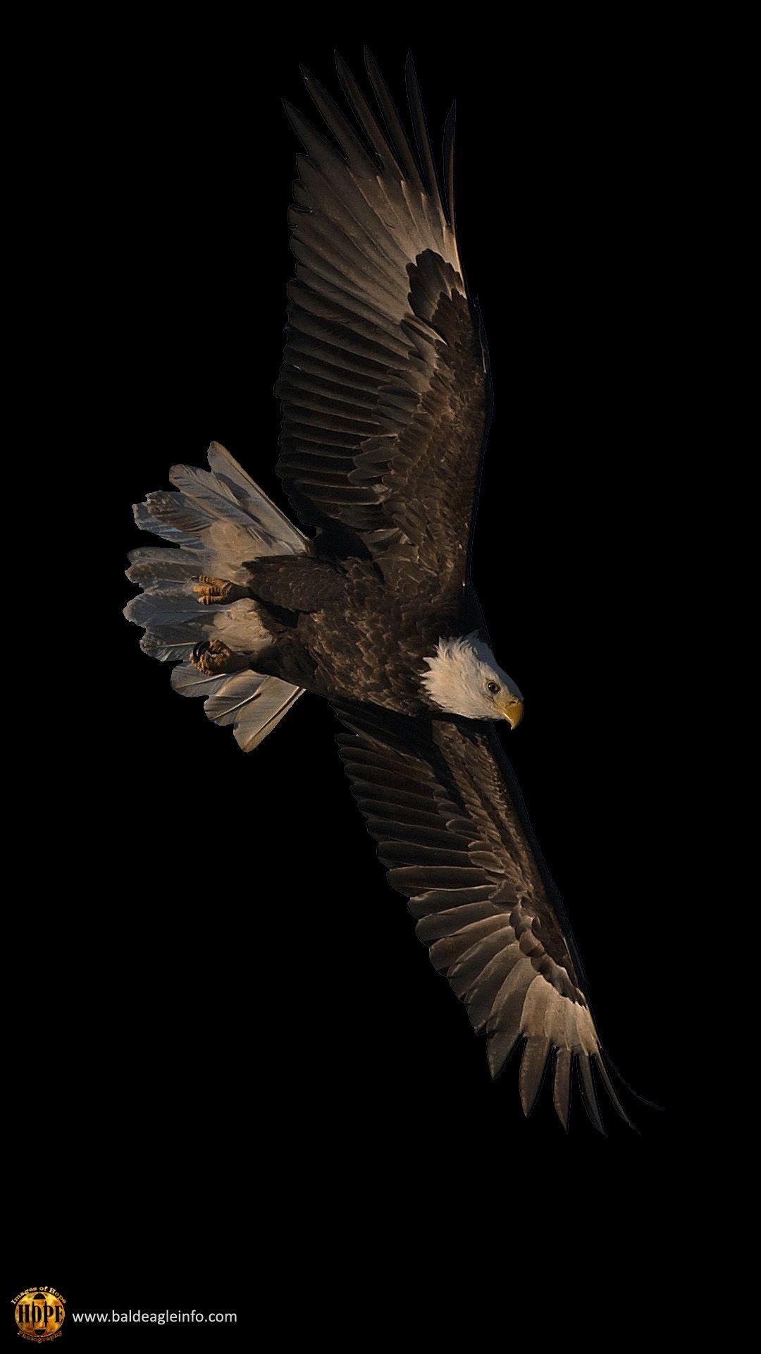 Eagle HD Phone Wallpapers - Top Free Eagle HD Phone Backgrounds ...