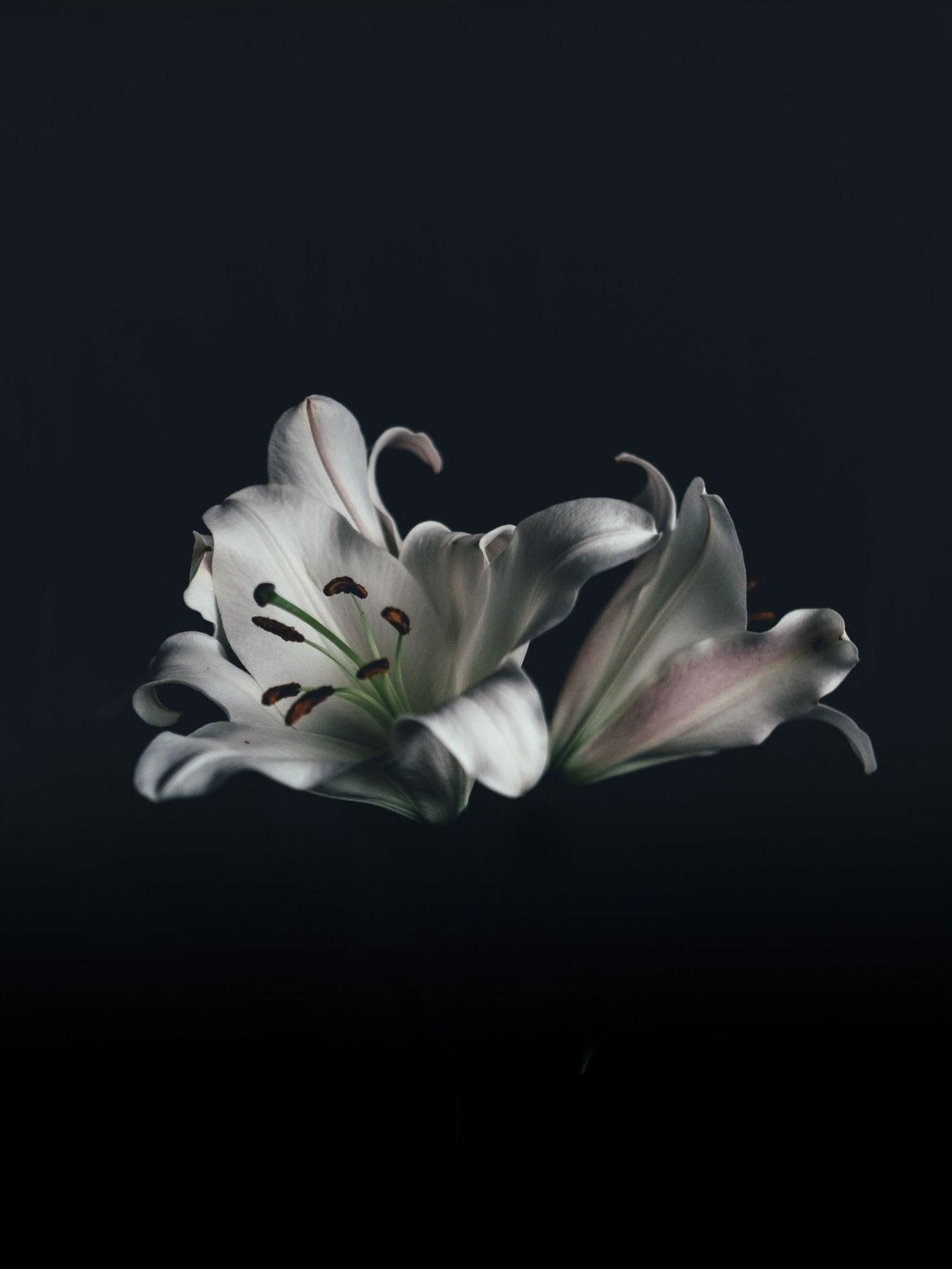 Lilium Wallpapers - Top Free Lilium Backgrounds - WallpaperAccess