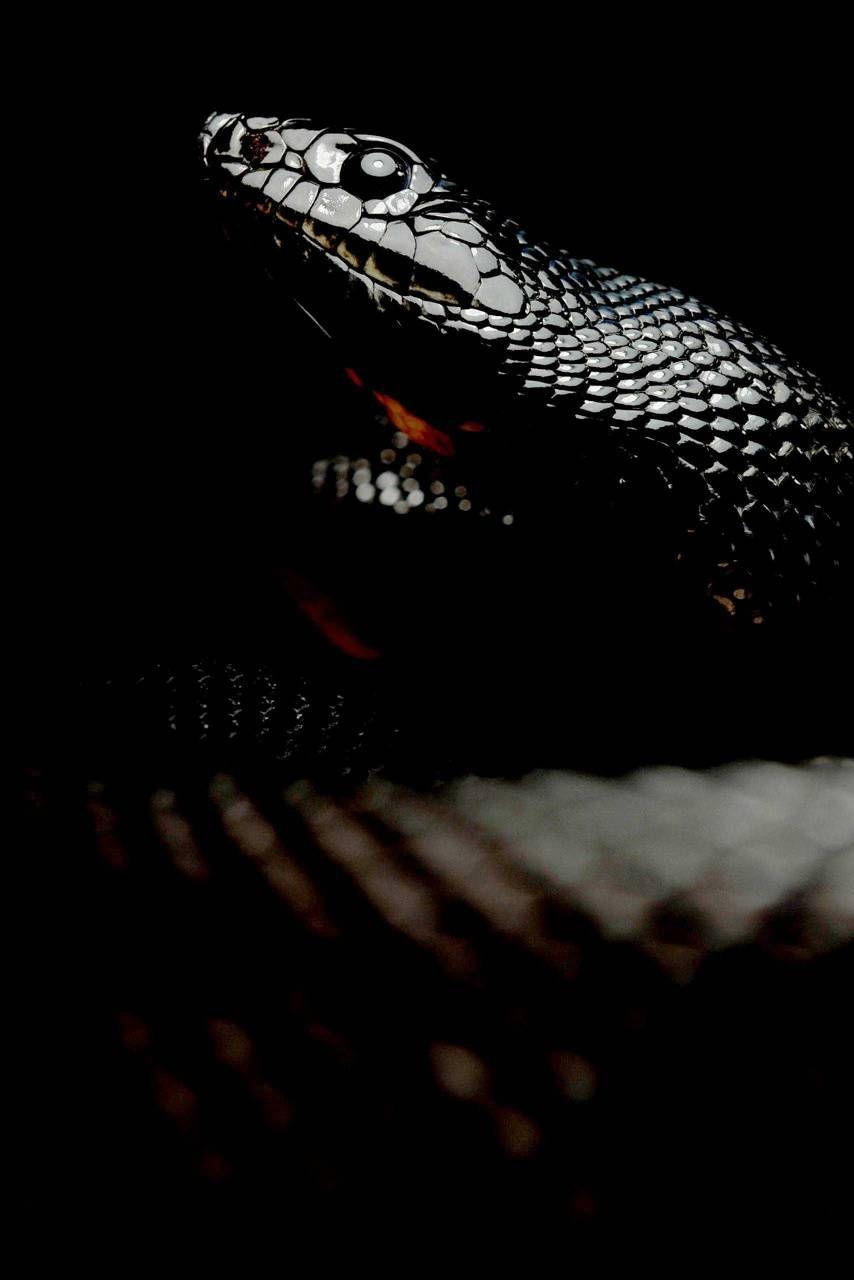 Dark Snake Wallpapers - Top Free Dark Snake Backgrounds - WallpaperAccess