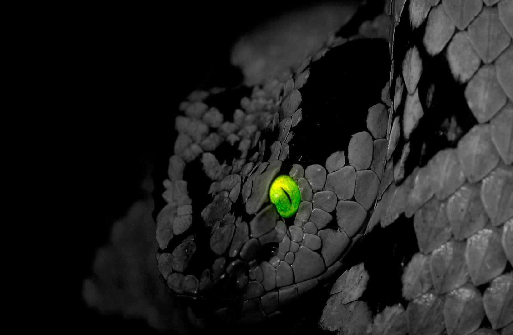 Dark Snake Wallpapers - Top Free Dark Snake Backgrounds - WallpaperAccess
