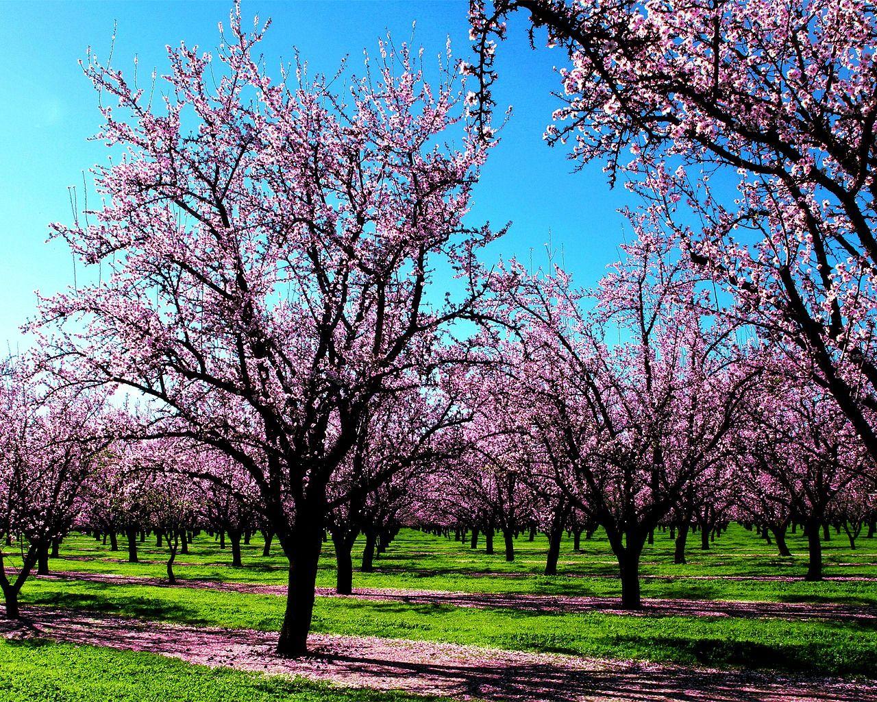 Spring Nature Scenes Wallpapers - Top Free Spring Nature Scenes ...