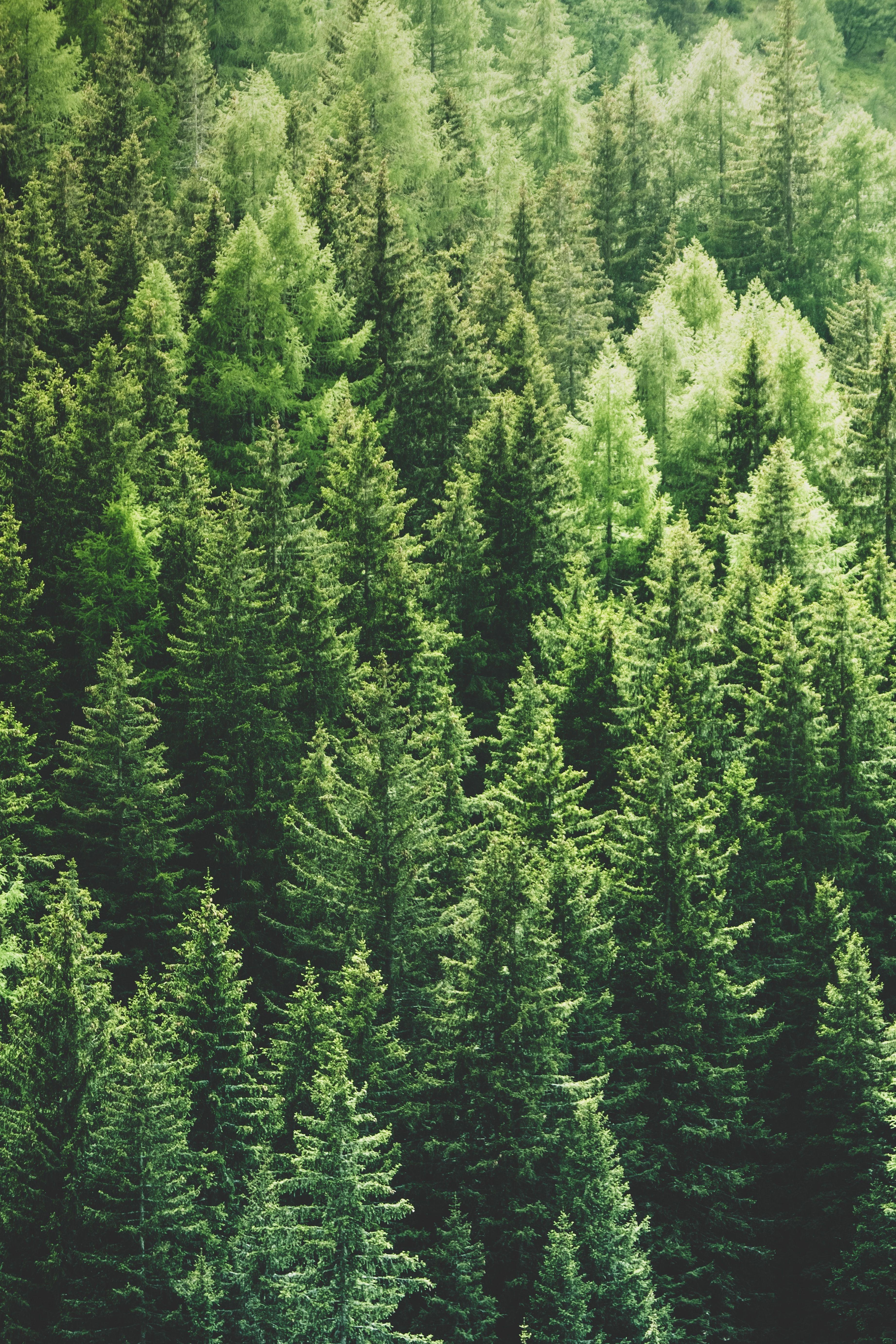Pine Green Wallpapers - Top Free Pine Green Backgrounds - WallpaperAccess