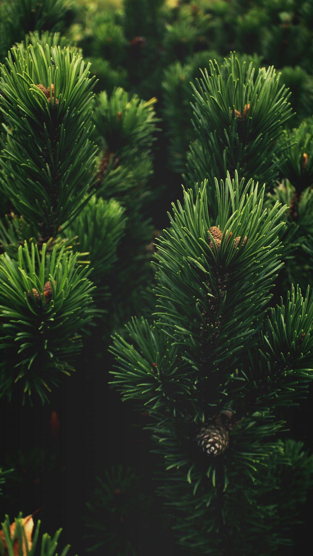 Pine Green Wallpapers - Top Free Pine Green Backgrounds - WallpaperAccess