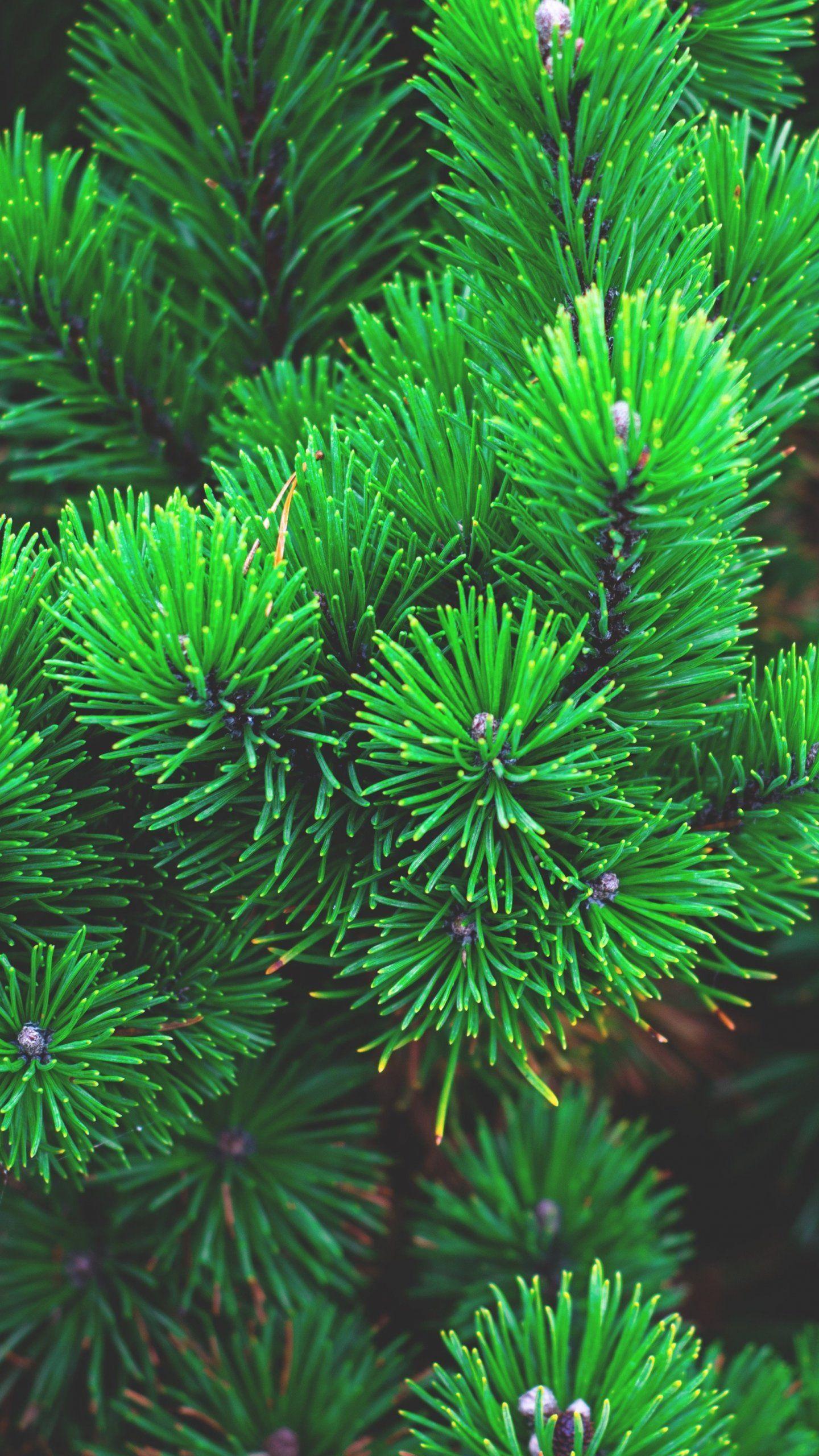 Pine Green Wallpapers - Top Free Pine Green Backgrounds - WallpaperAccess