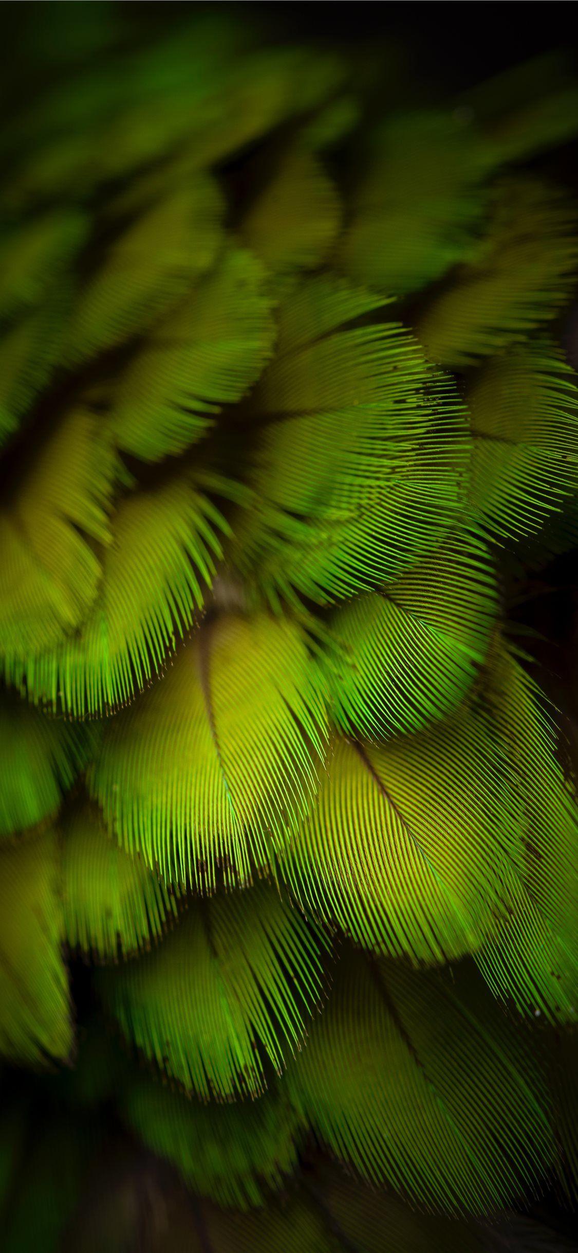 Feather Phone Wallpapers - Top Free Feather Phone Backgrounds ...