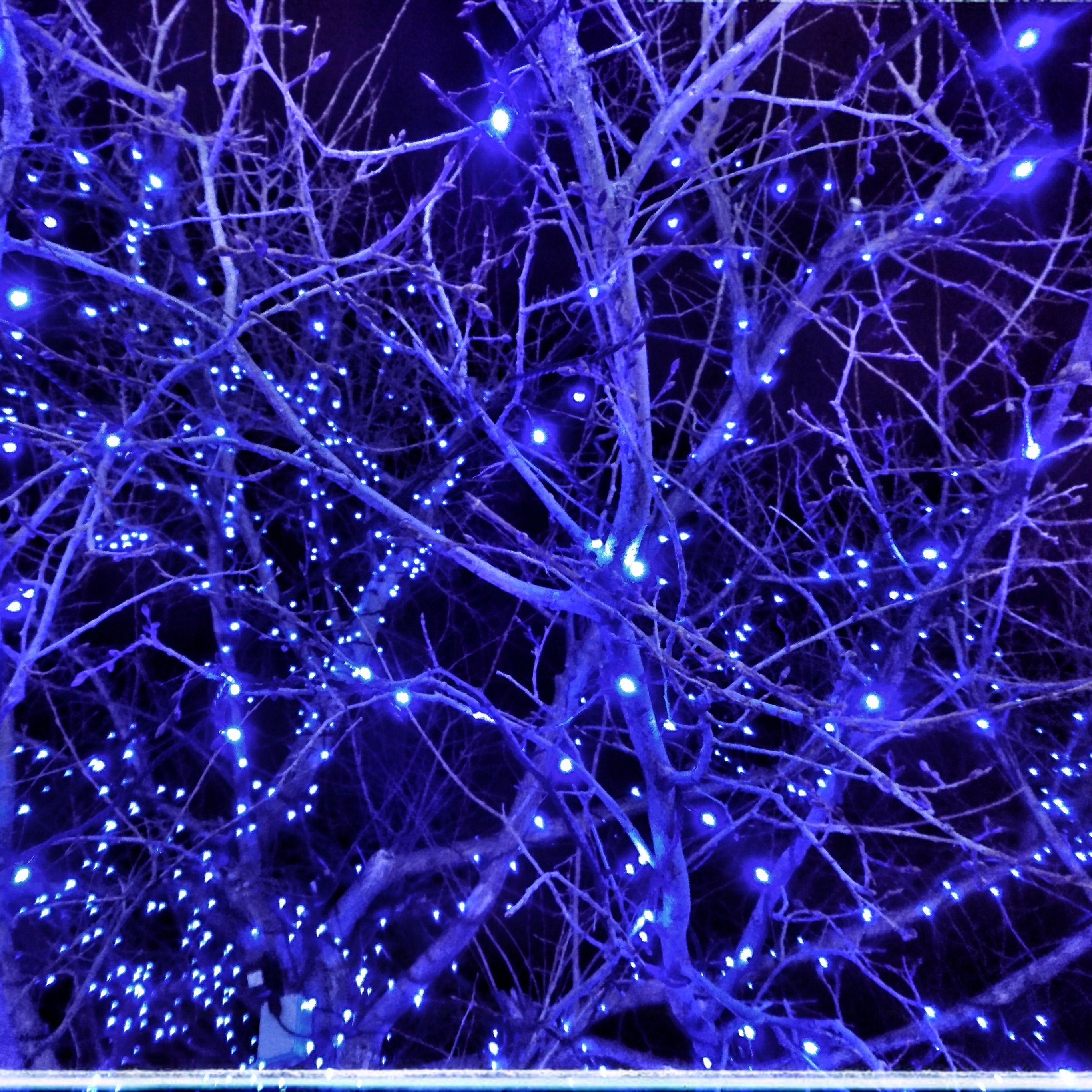 Blue Tree Wallpapers - Top Free Blue Tree Backgrounds - WallpaperAccess