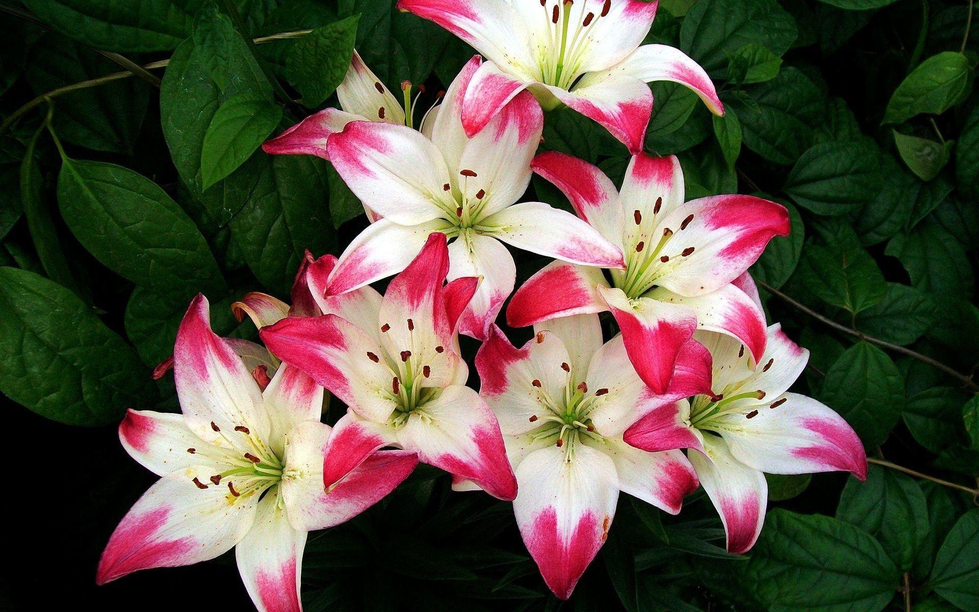 Lilium Wallpapers - Top Free Lilium Backgrounds - WallpaperAccess