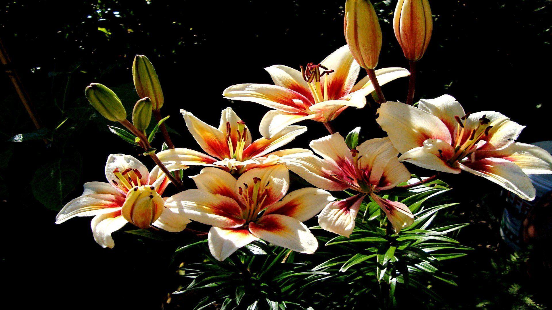 Lilium Wallpapers - Top Free Lilium Backgrounds - WallpaperAccess