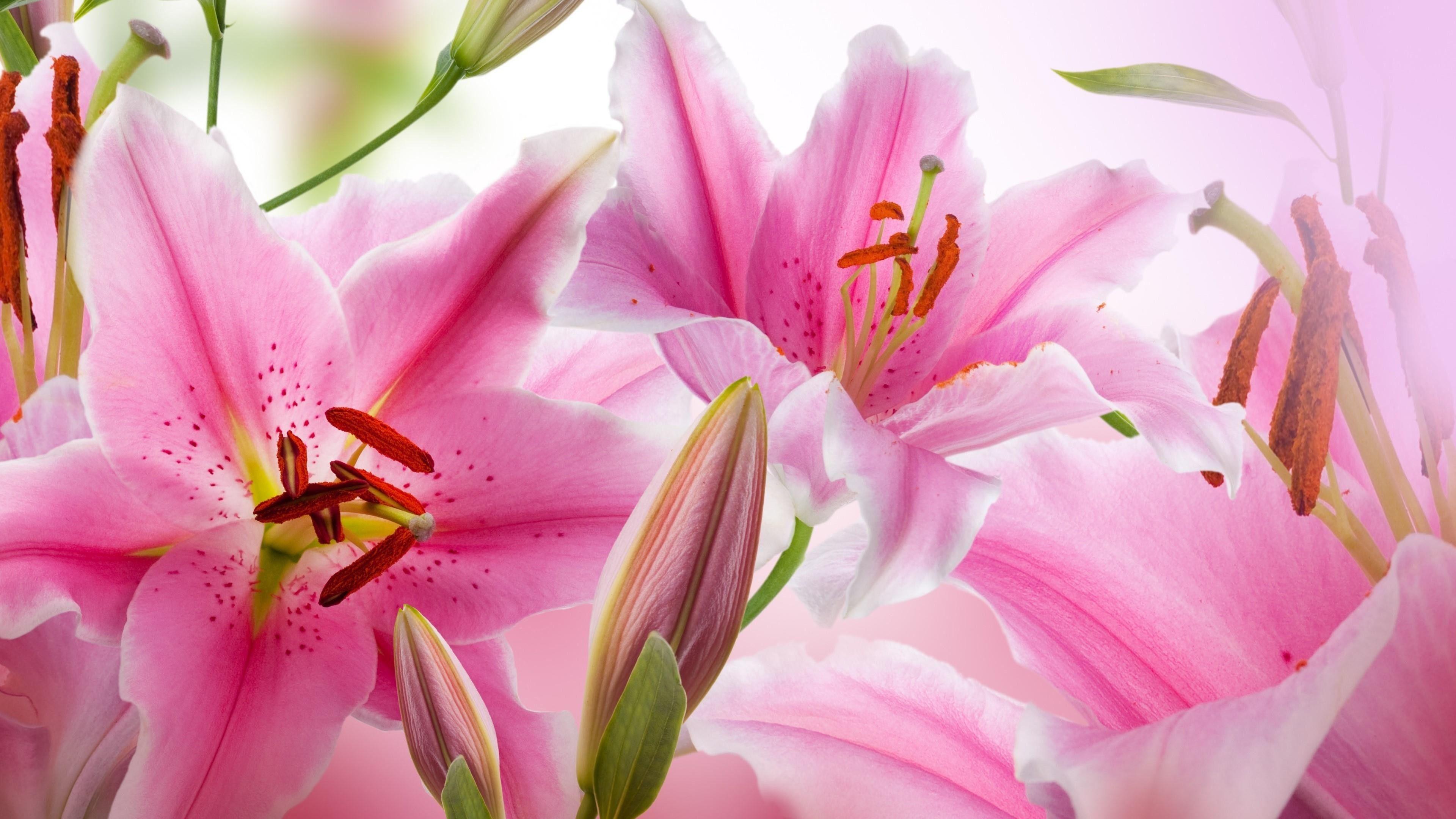 Lilium Wallpapers - Top Free Lilium Backgrounds - WallpaperAccess