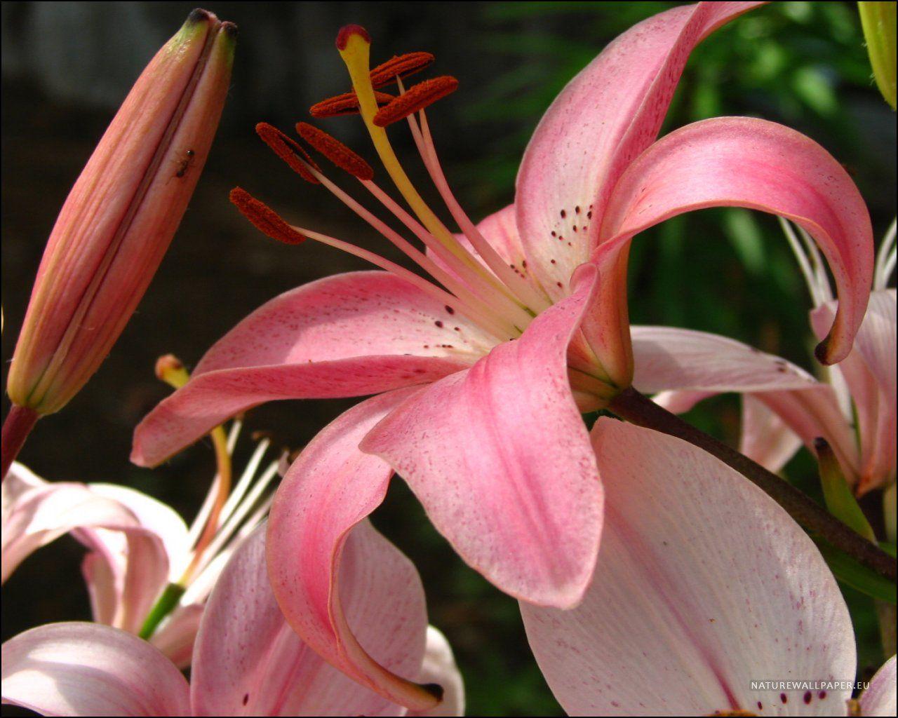 Lilium Wallpapers - Top Free Lilium Backgrounds - WallpaperAccess