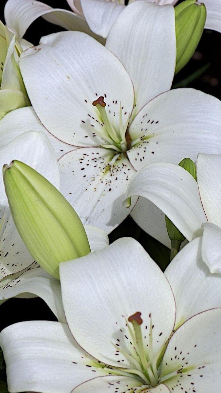 Lilium Wallpapers - Top Free Lilium Backgrounds - WallpaperAccess