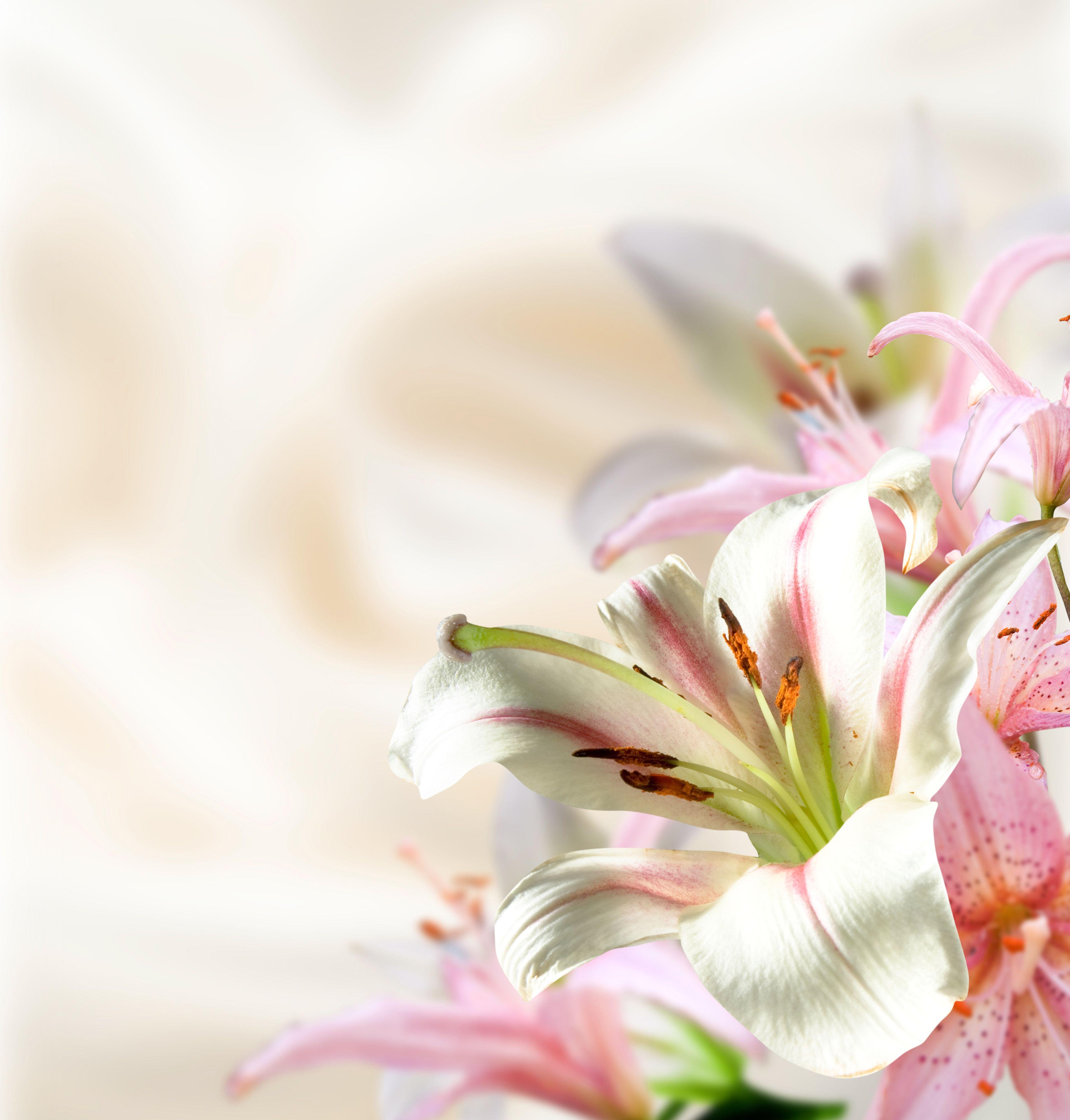Lilium Wallpapers - Top Free Lilium Backgrounds - WallpaperAccess