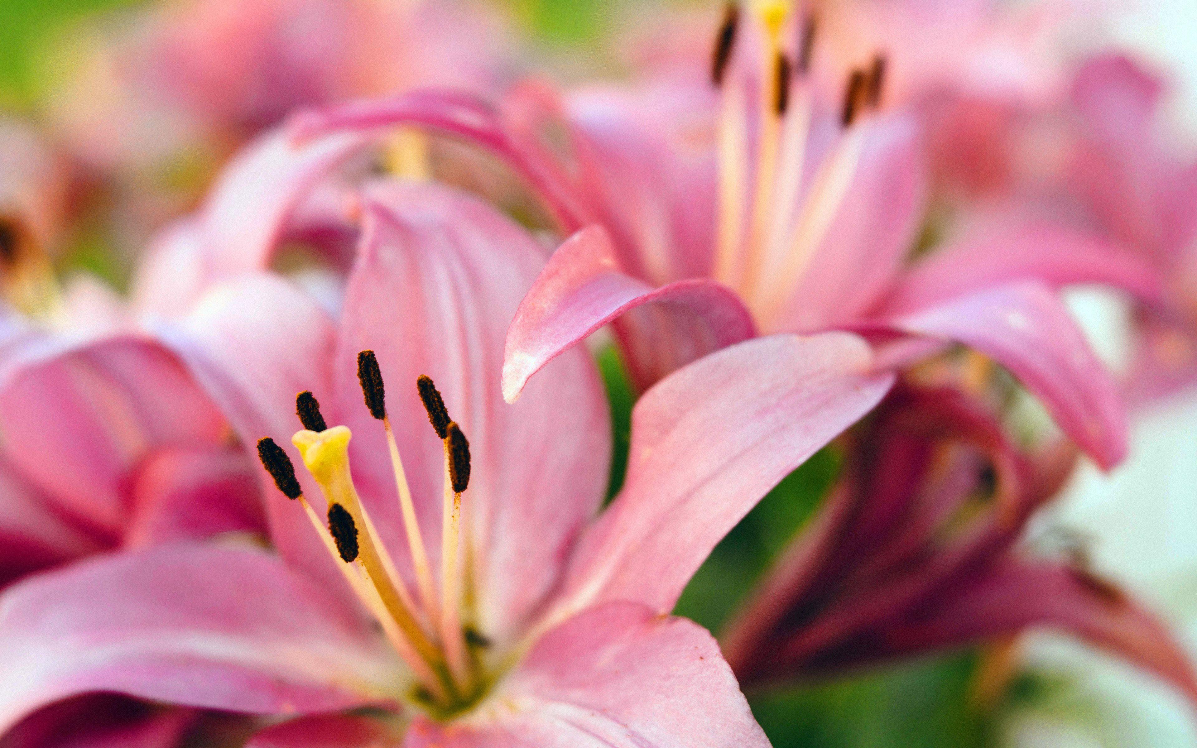 Lilium Wallpapers - Top Free Lilium Backgrounds - WallpaperAccess