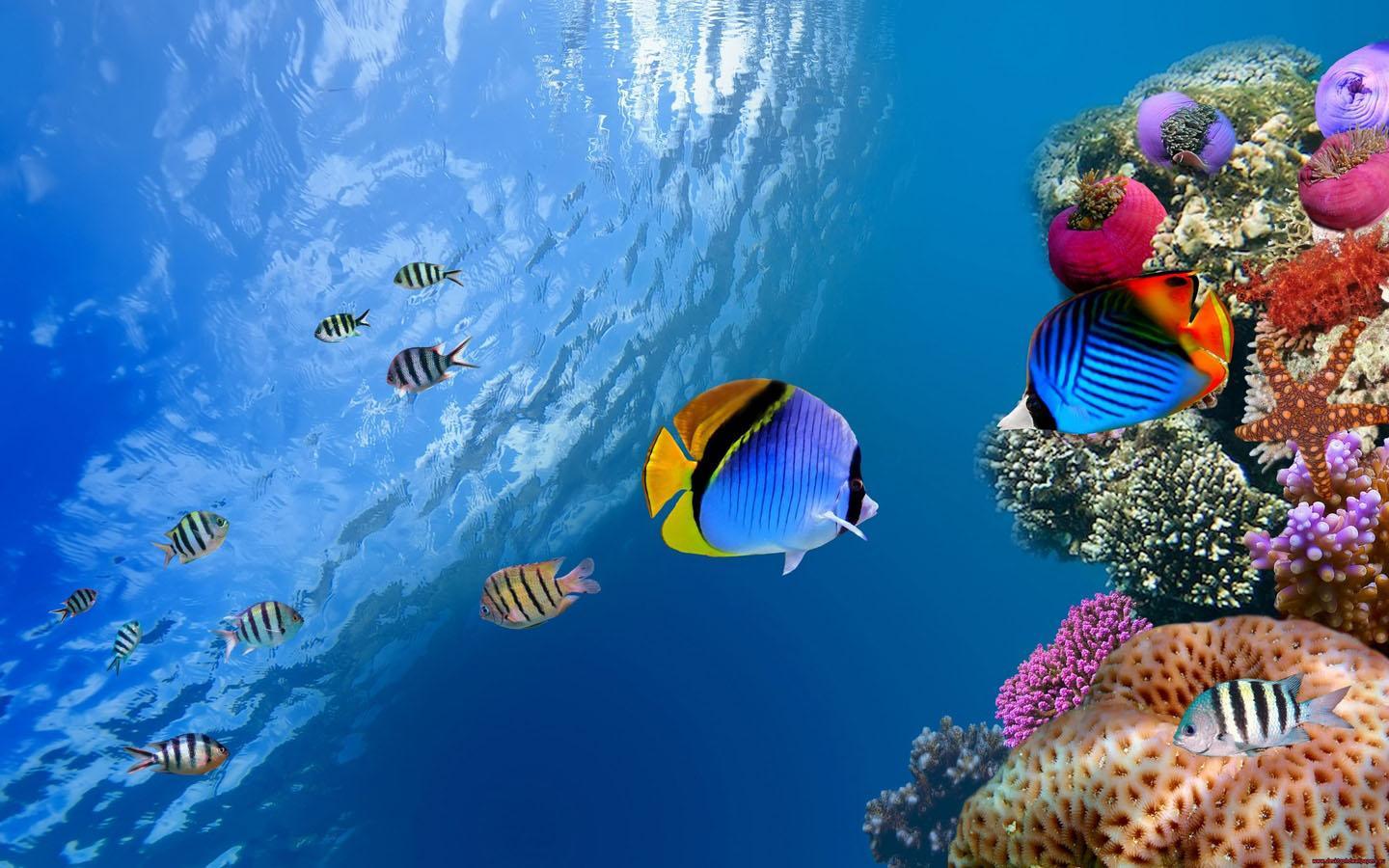 Aquarium Desktop Wallpapers - Top Free Aquarium Desktop Backgrounds ...