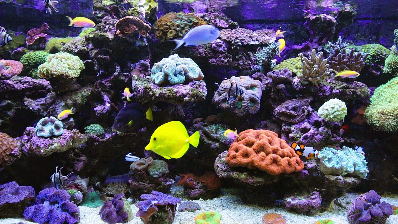 Aquarium Desktop Wallpapers - Top Free Aquarium Desktop Backgrounds ...