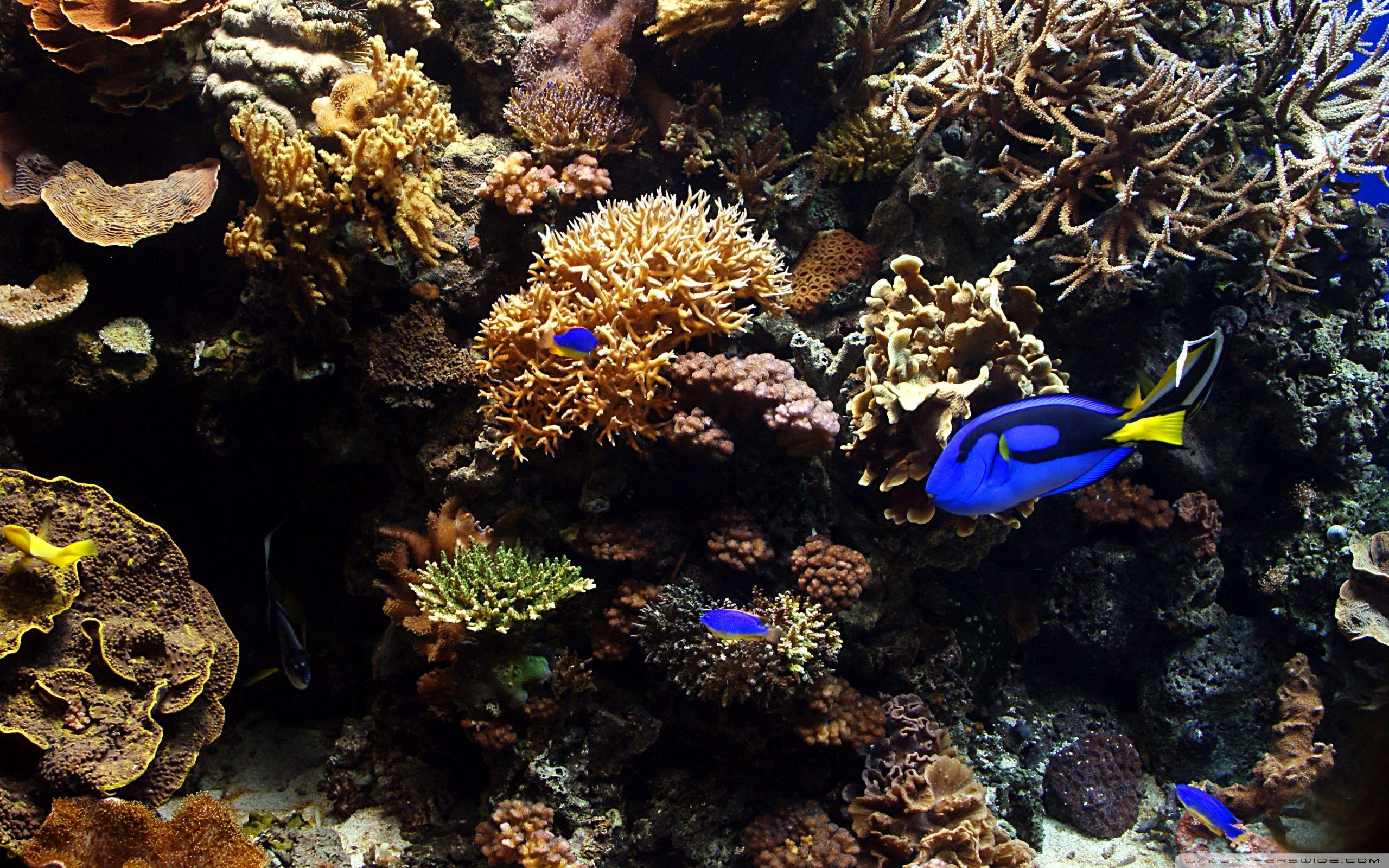 Aquarium Desktop Wallpapers - Top Free Aquarium Desktop Backgrounds ...