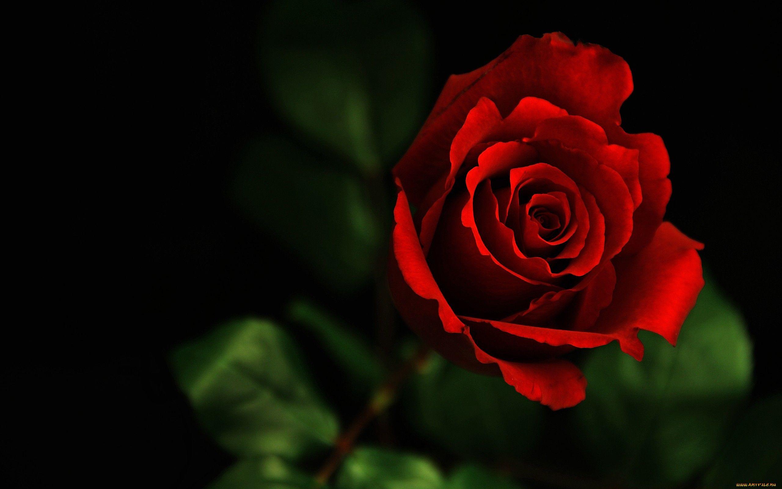Red Floral Wallpapers - Top Free Red Floral Backgrounds - WallpaperAccess