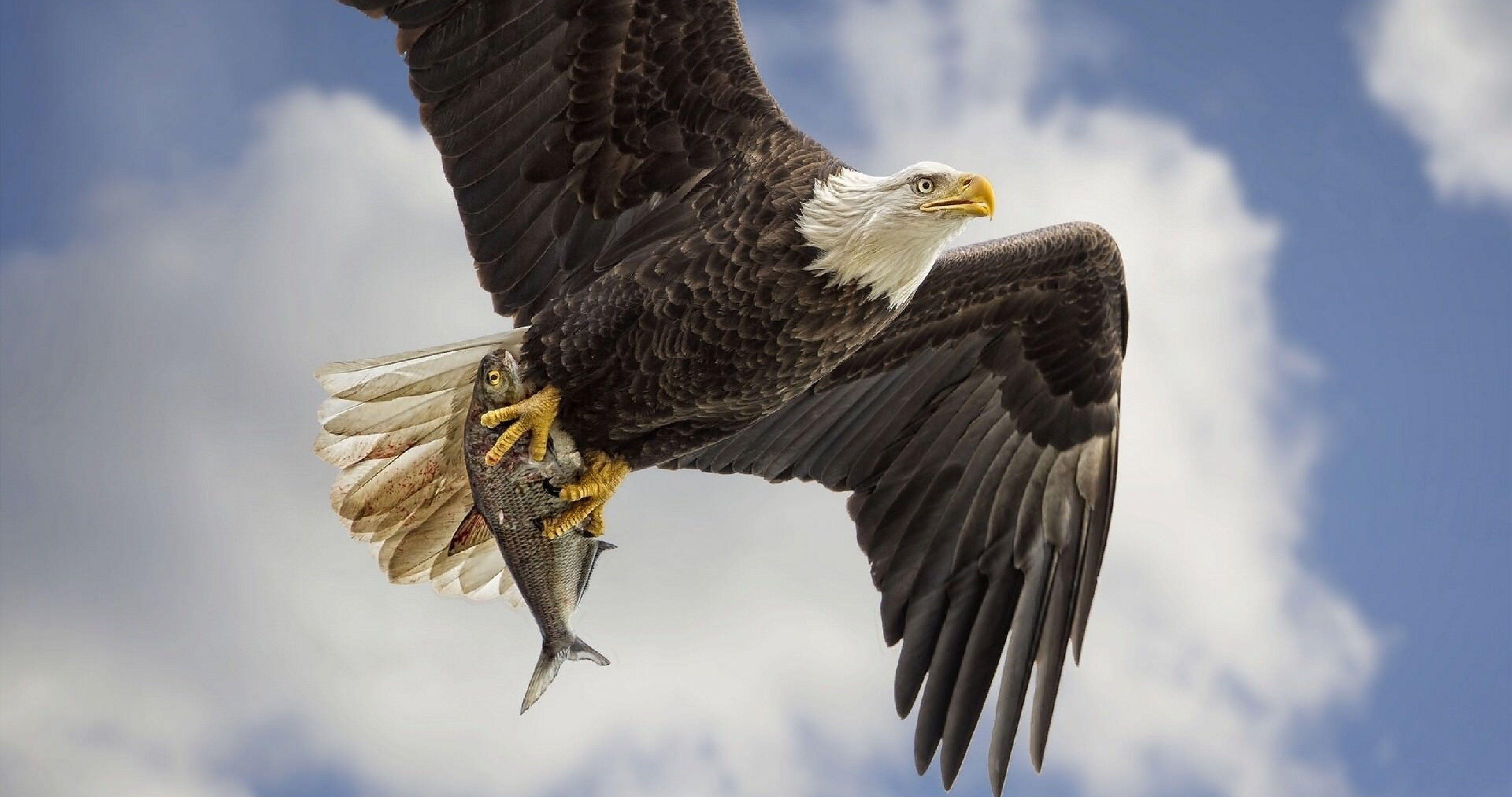 Eagle 4K Wallpapers - Top Free Eagle 4K Backgrounds - WallpaperAccess
