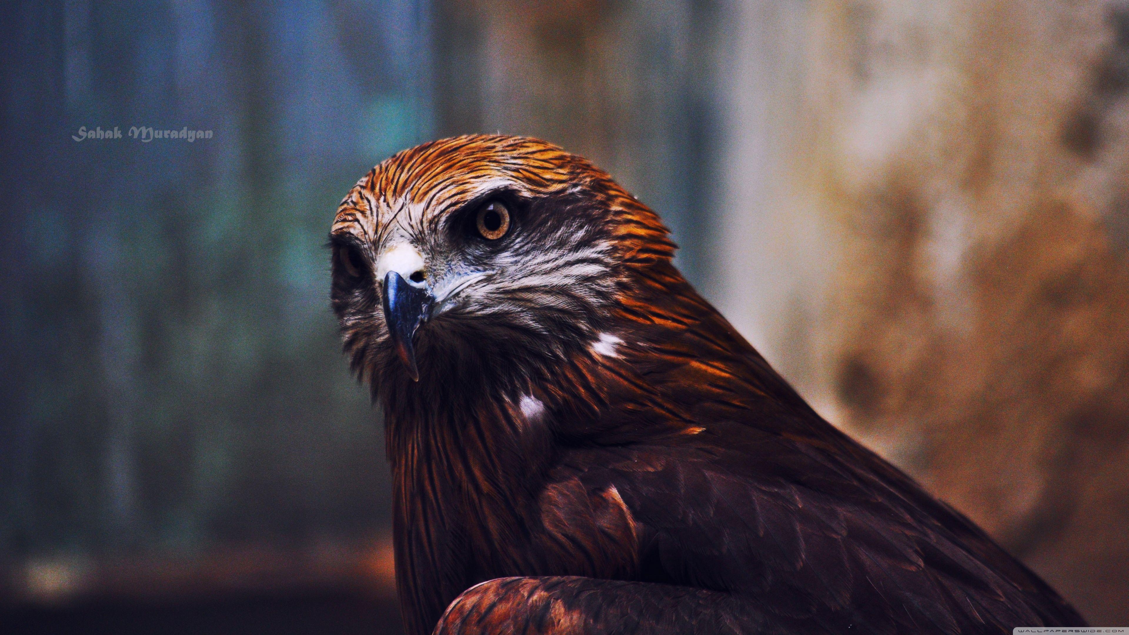 Eagles 4K Ultra HD Wallpapers - Top Free Eagles 4K Ultra HD Backgrounds - WallpaperAccess