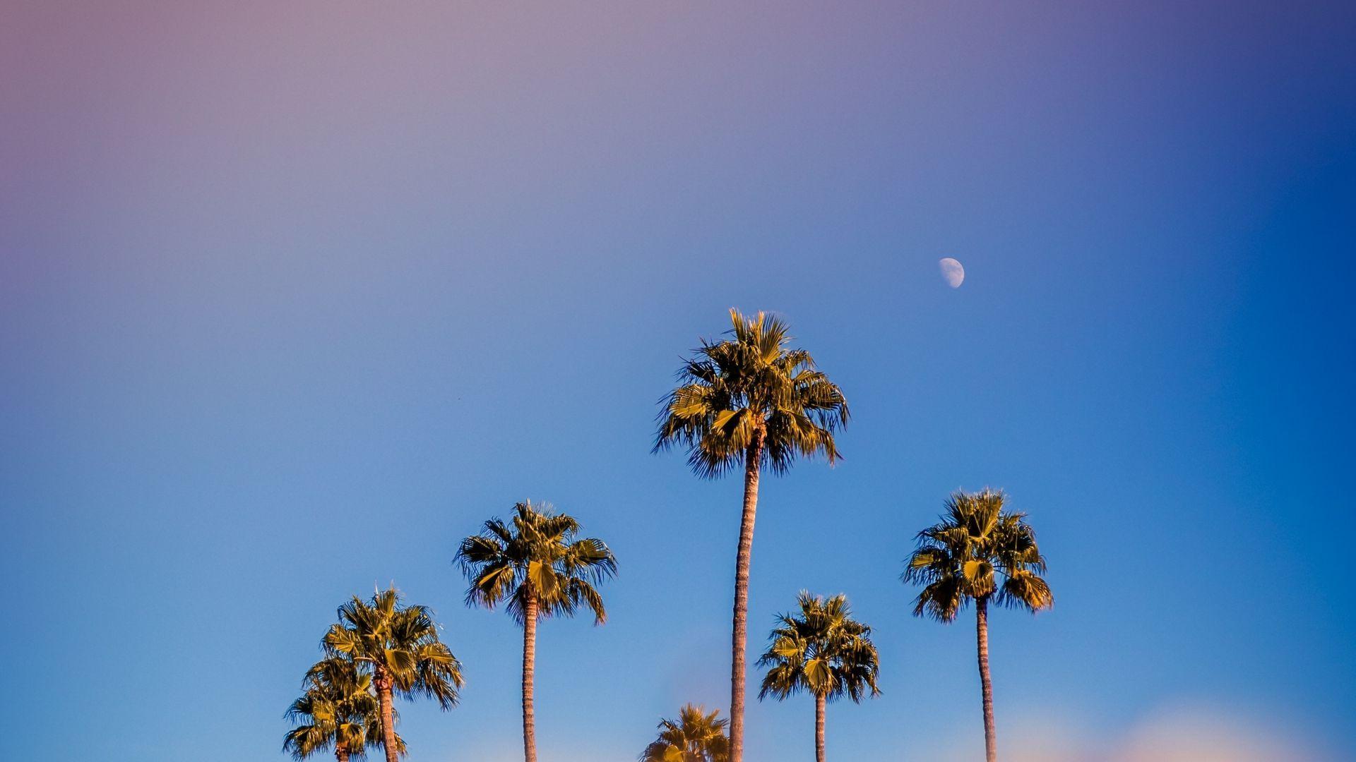 Minimal Tree Wallpapers - Top Free Minimal Tree Backgrounds ...