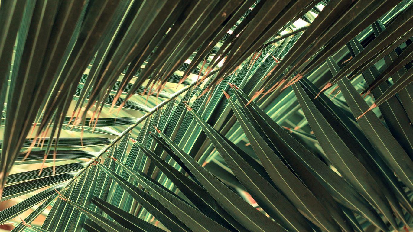 Palm Laptop Wallpapers - Top Free Palm Laptop Backgrounds - WallpaperAccess