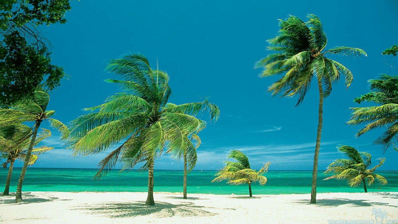 Palm Tree Laptop Wallpapers - Top Free Palm Tree Laptop Backgrounds ...