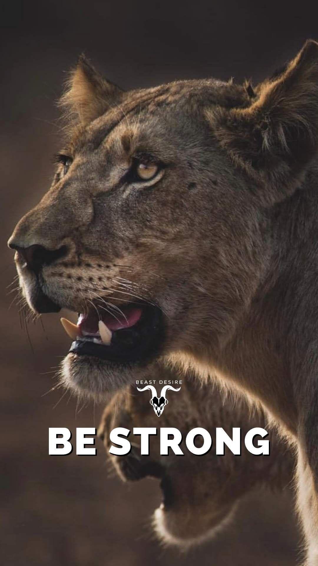 Lion Quotes HD Wallpapers - Top Free Lion Quotes HD Backgrounds ...