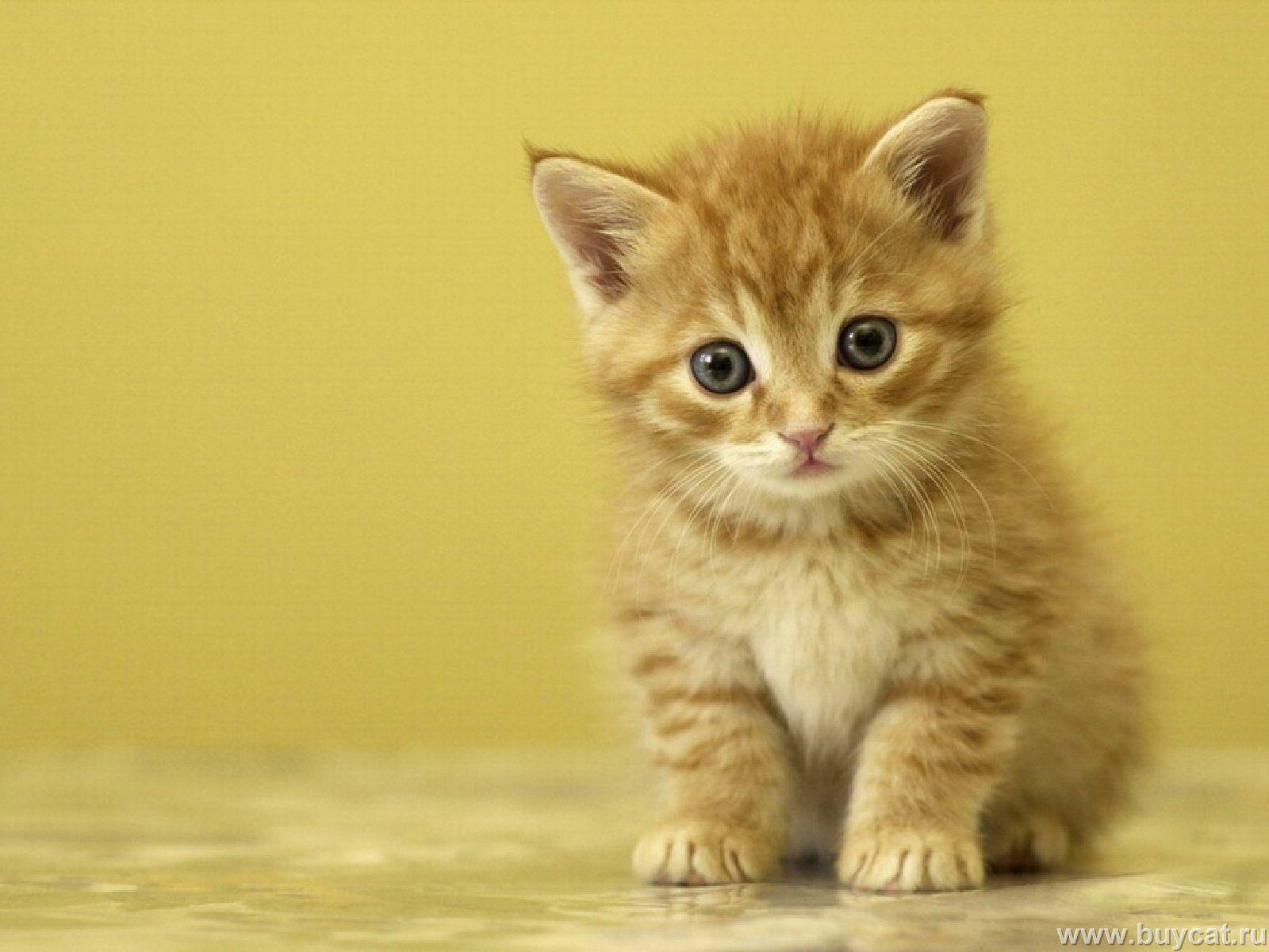 Baby Cats HD Wallpapers - Top Free Baby Cats HD Backgrounds ...