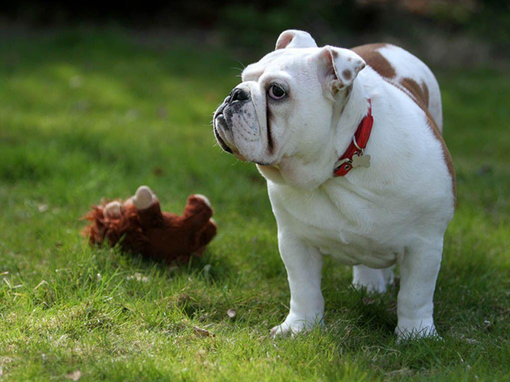 HD Bulldog Wallpapers - Top Free HD Bulldog Backgrounds - WallpaperAccess