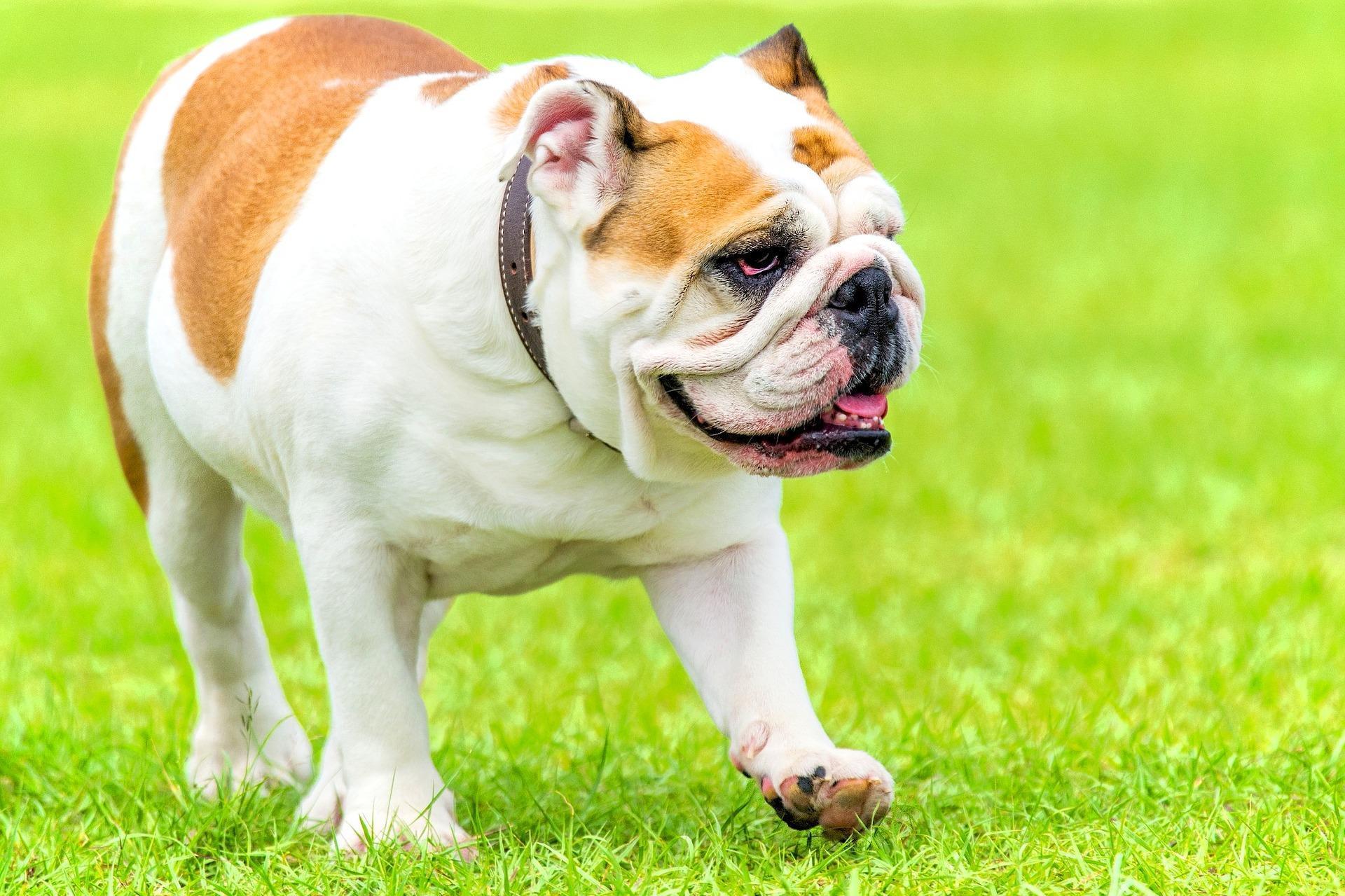 HD Bulldog Wallpapers - Top Free HD Bulldog Backgrounds - WallpaperAccess
