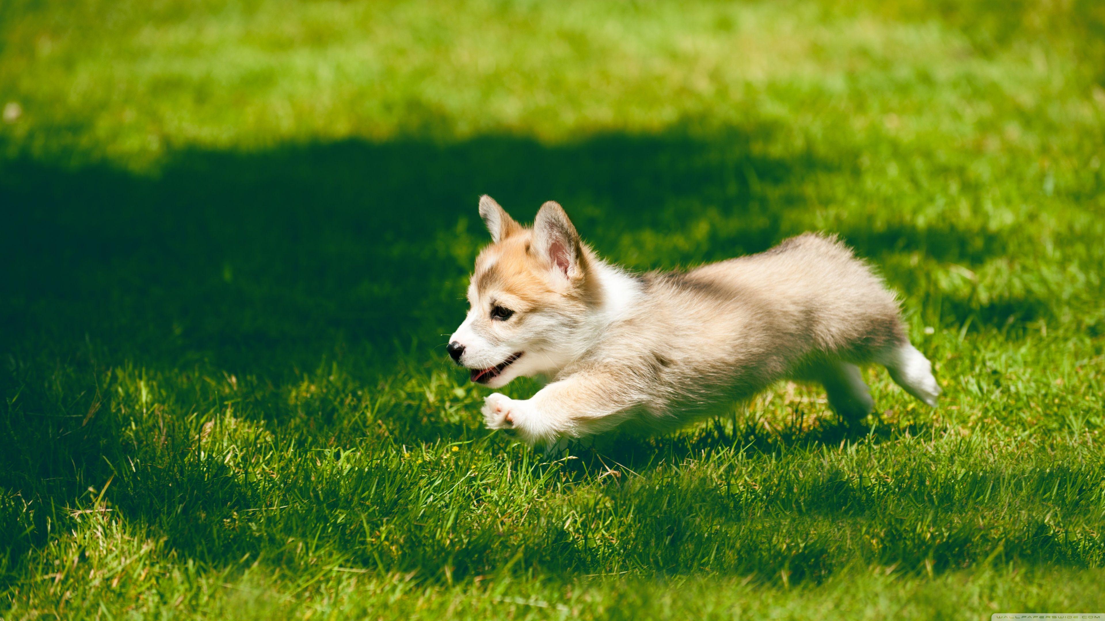 4K Puppy Wallpapers - Top Free 4K Puppy Backgrounds - WallpaperAccess