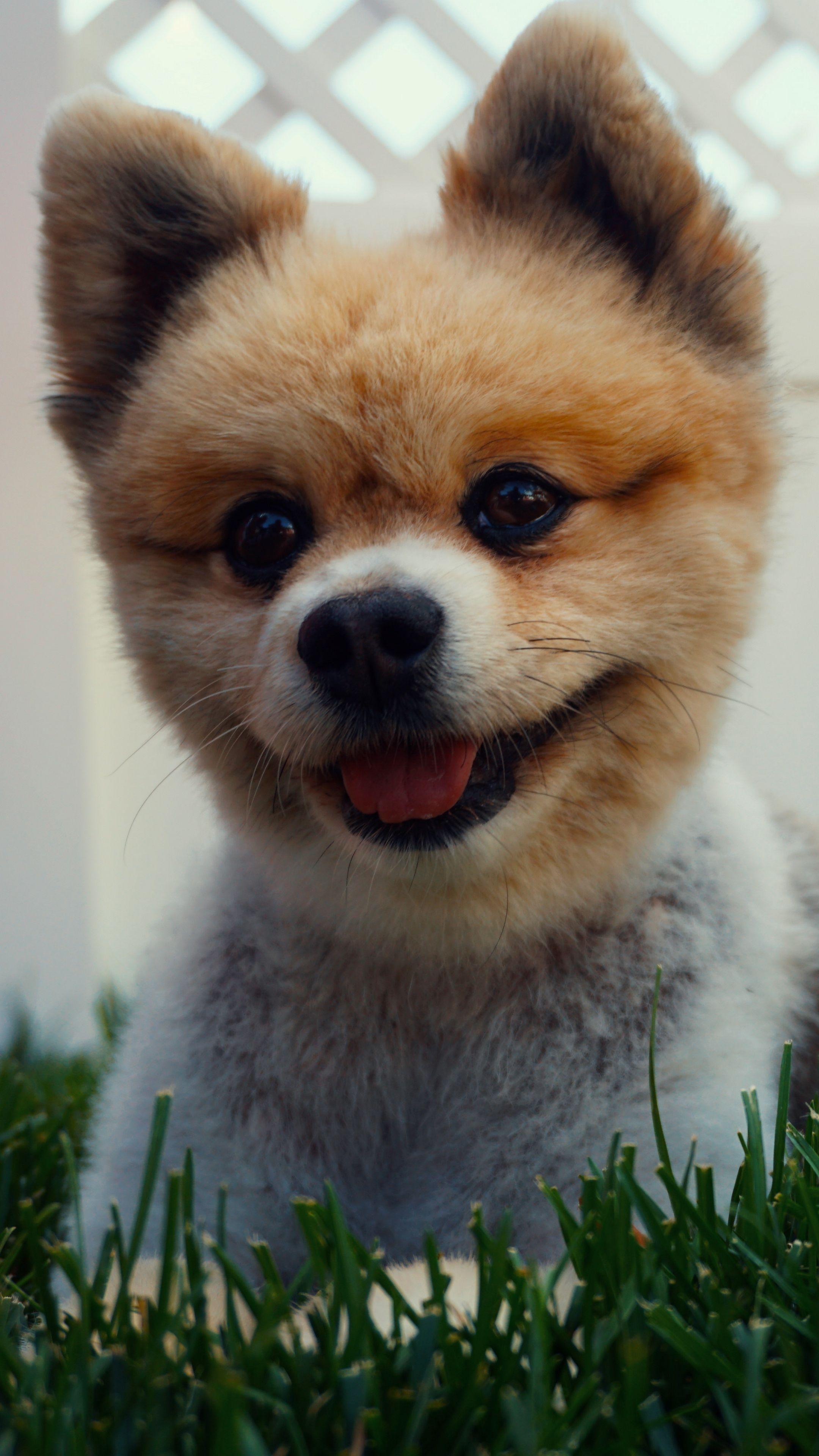 4K Puppy Wallpapers - Top Free 4K Puppy Backgrounds - WallpaperAccess