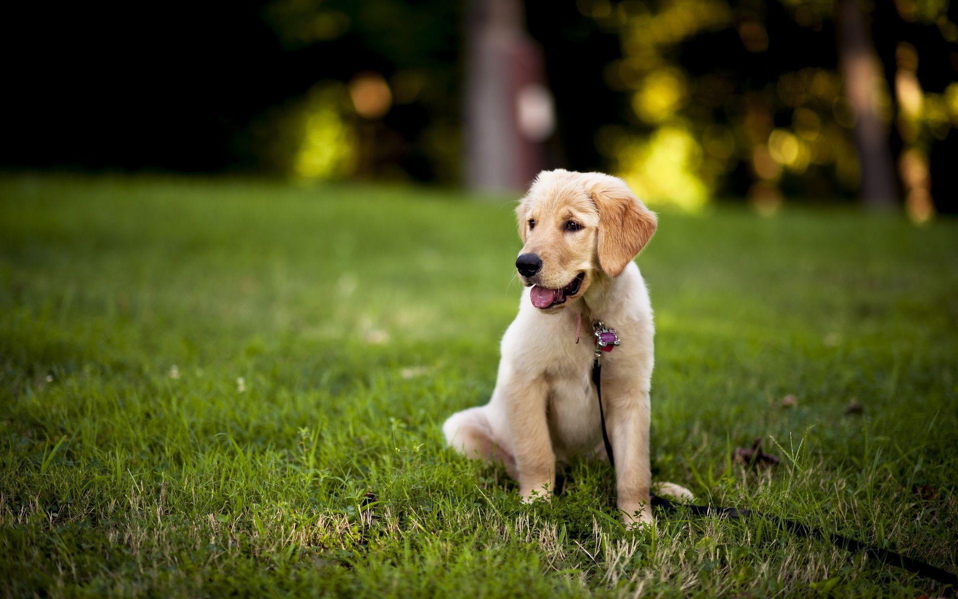 4K Puppy Wallpapers - Top Free 4K Puppy Backgrounds - WallpaperAccess