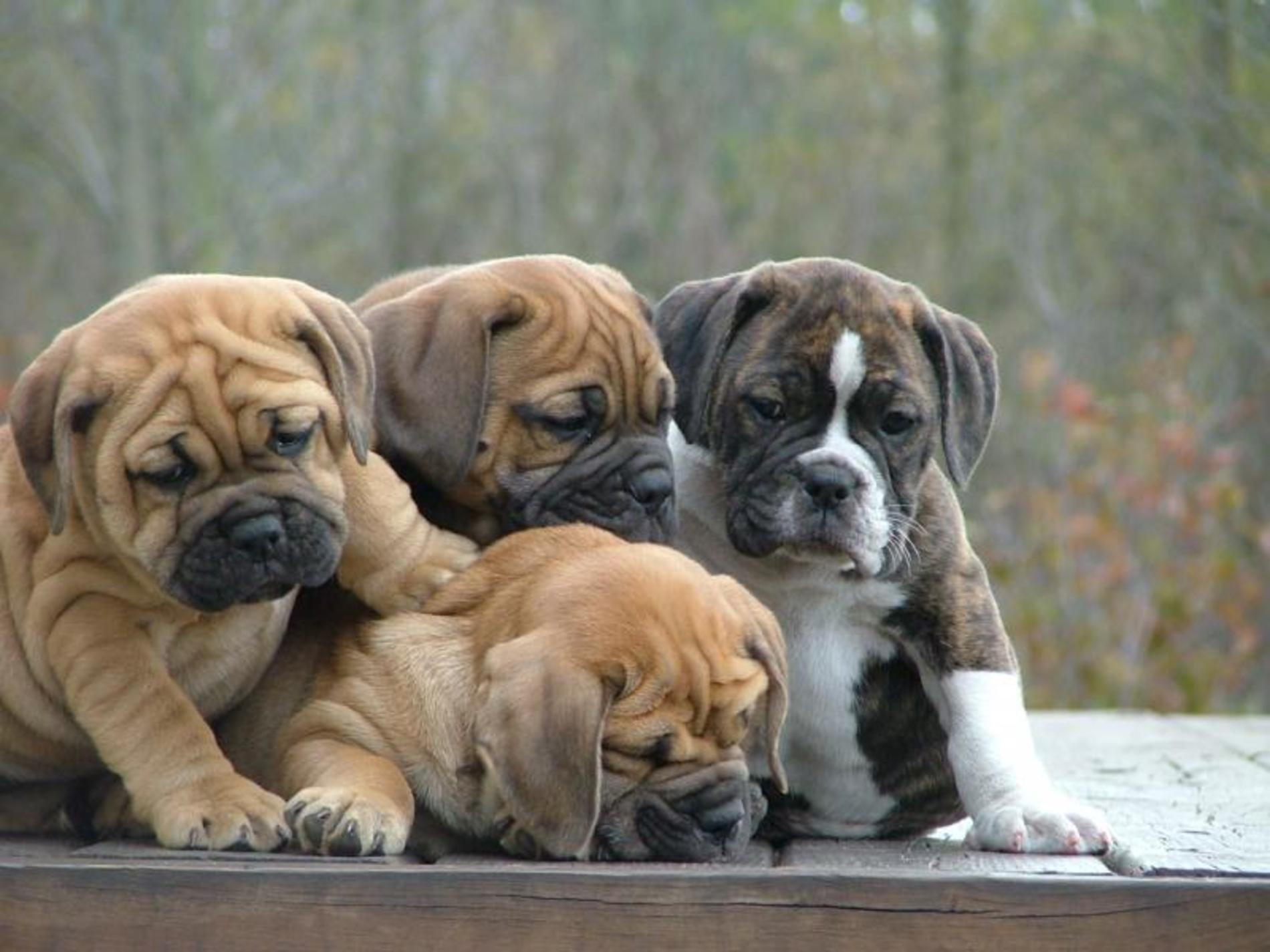 HD Bulldog Wallpapers - Top Free HD Bulldog Backgrounds - WallpaperAccess