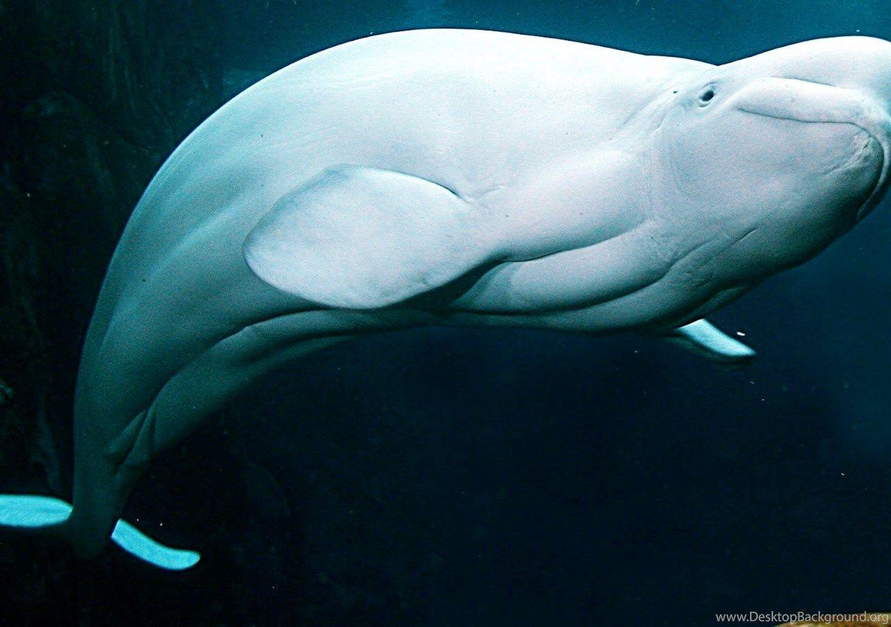 Cool Beluga Wallpapers - Top Free Cool Beluga Backgrounds - WallpaperAccess
