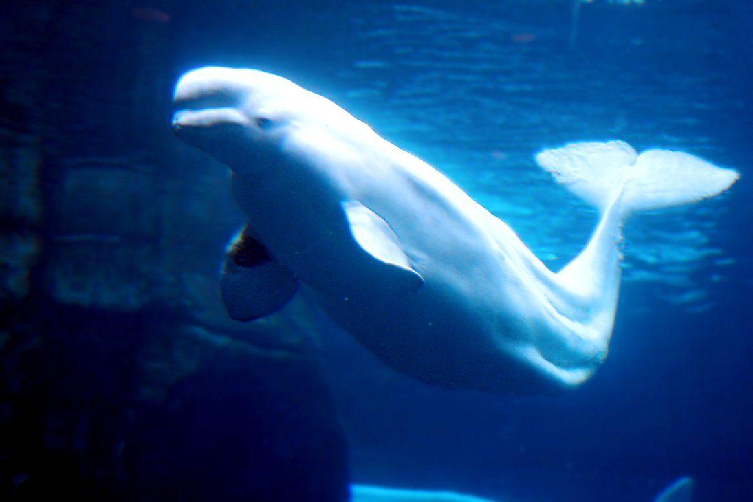 Cool Beluga Wallpapers - Top Free Cool Beluga Backgrounds - WallpaperAccess