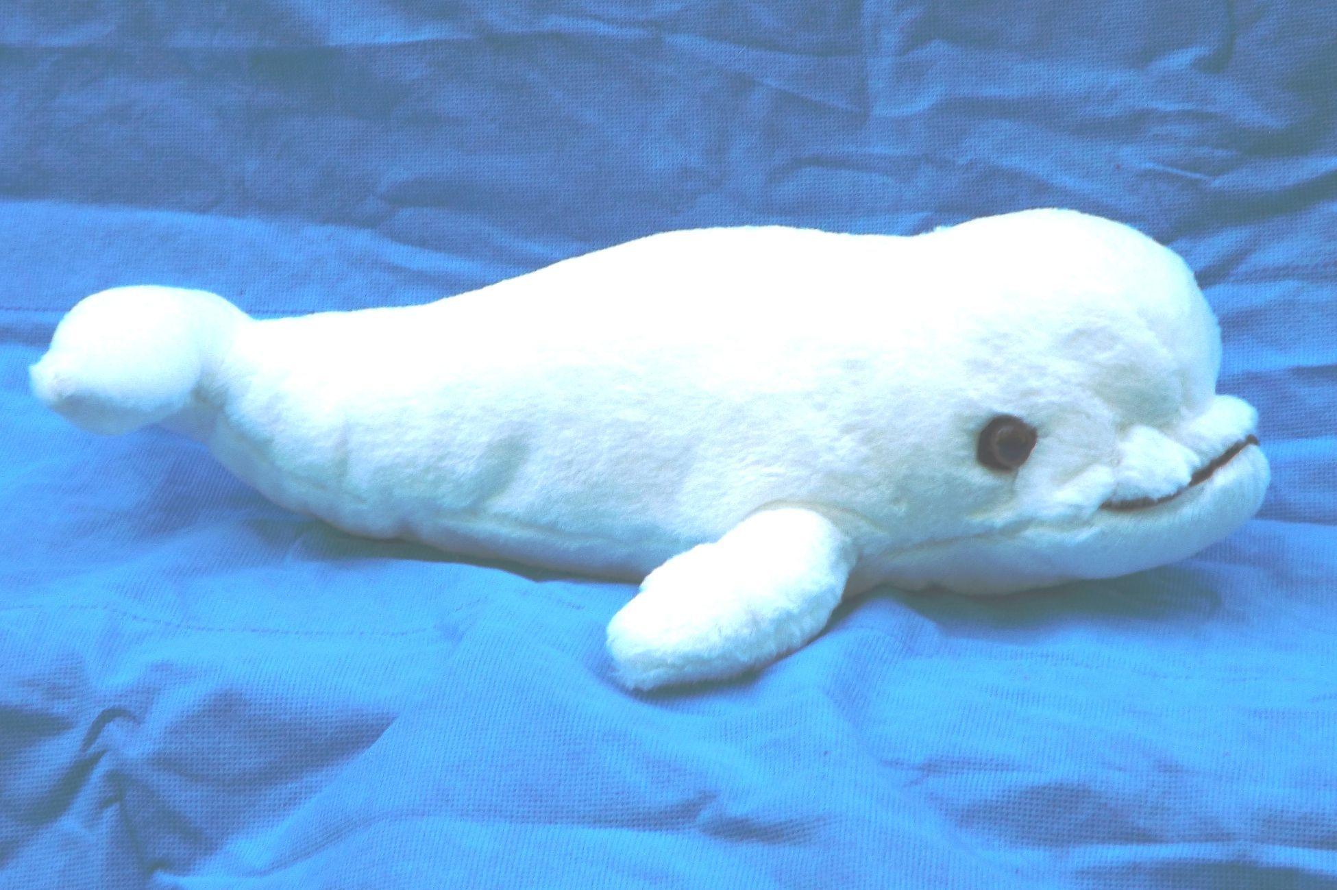 Cool Beluga Wallpapers - Top Free Cool Beluga Backgrounds - WallpaperAccess