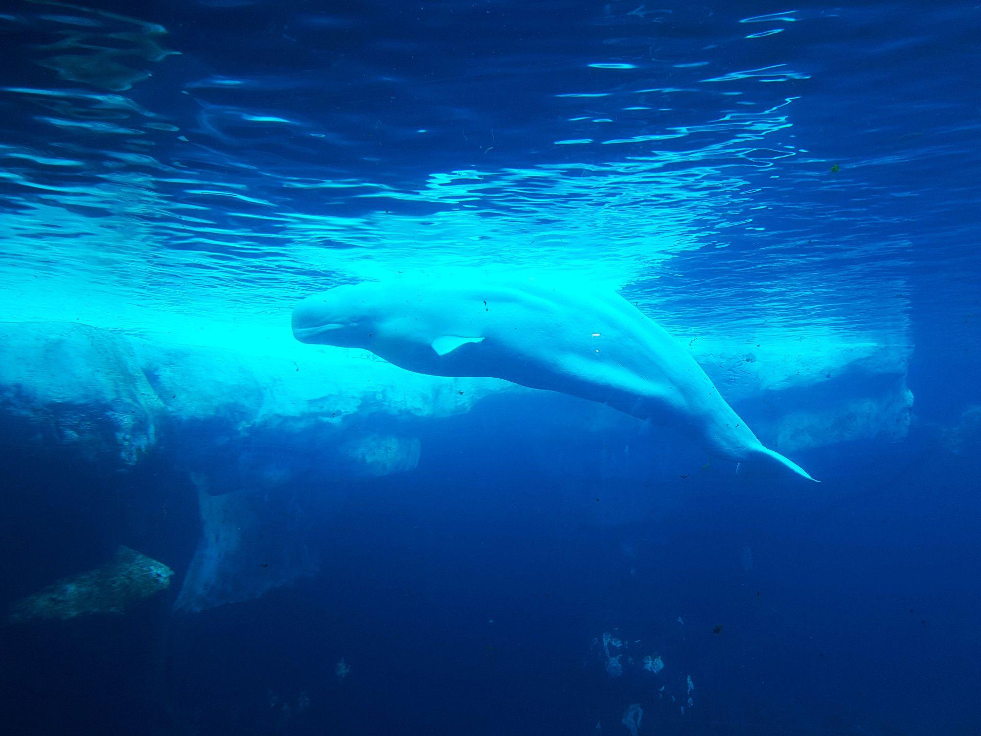 Cool Beluga Wallpapers - Top Free Cool Beluga Backgrounds - WallpaperAccess