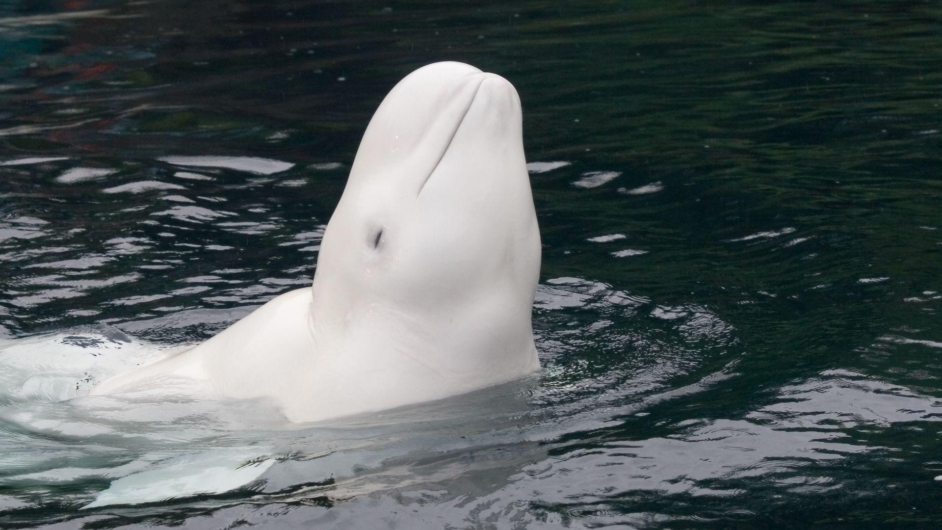 Cool Beluga Wallpapers - Top Free Cool Beluga Backgrounds - WallpaperAccess