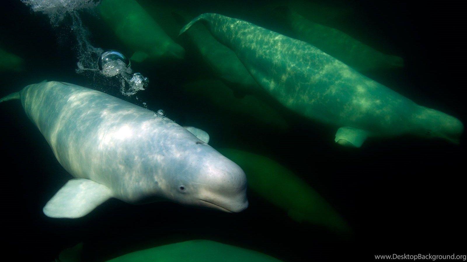 Cool Beluga Wallpapers - Top Free Cool Beluga Backgrounds - WallpaperAccess