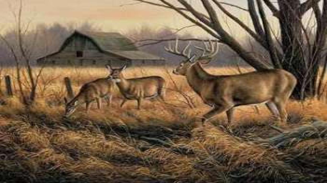 Whitetail Desktop Wallpapers - Top Free Whitetail Desktop Backgrounds ...