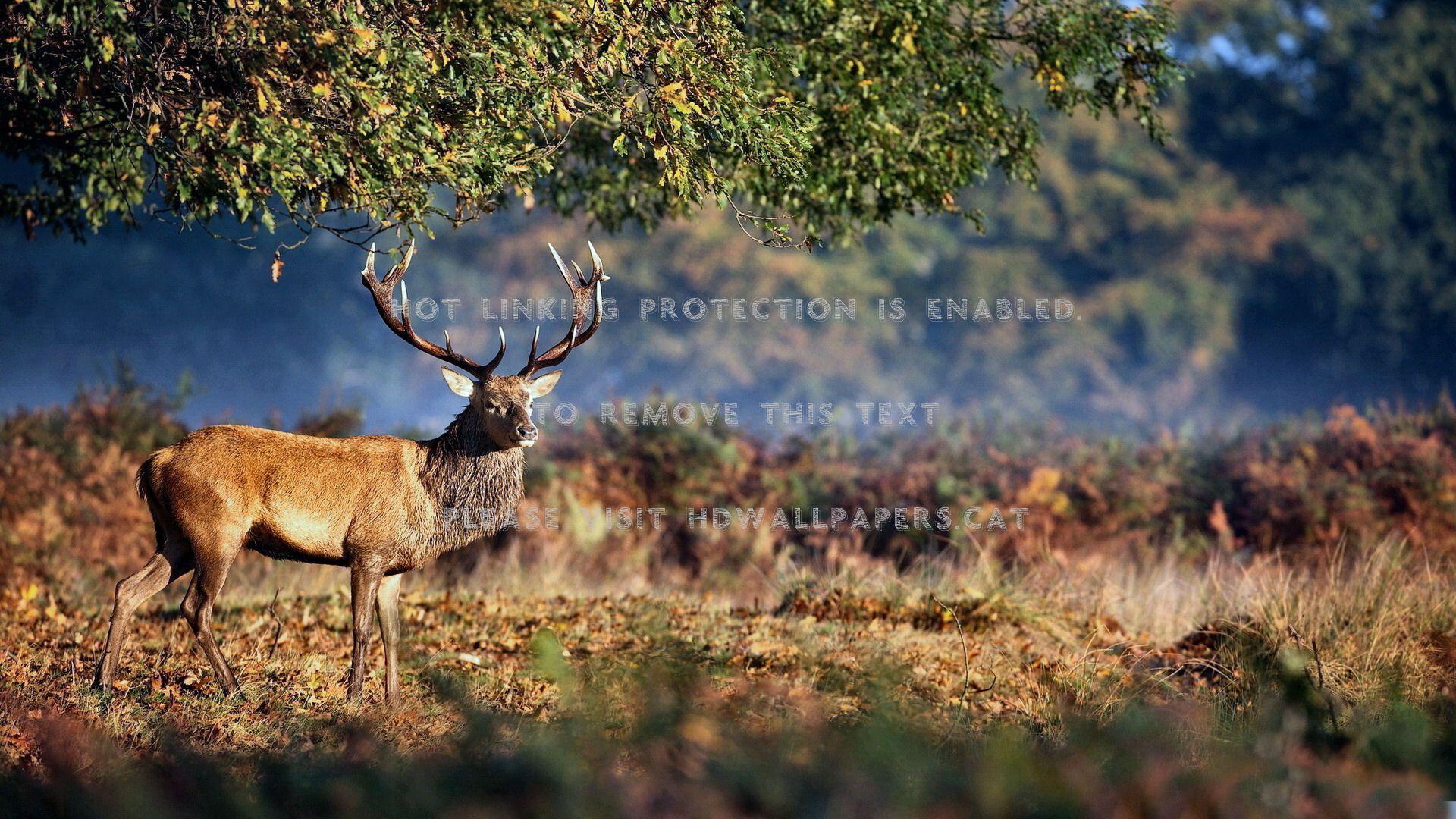Big Buck Wallpapers - Top Free Big Buck Backgrounds - WallpaperAccess