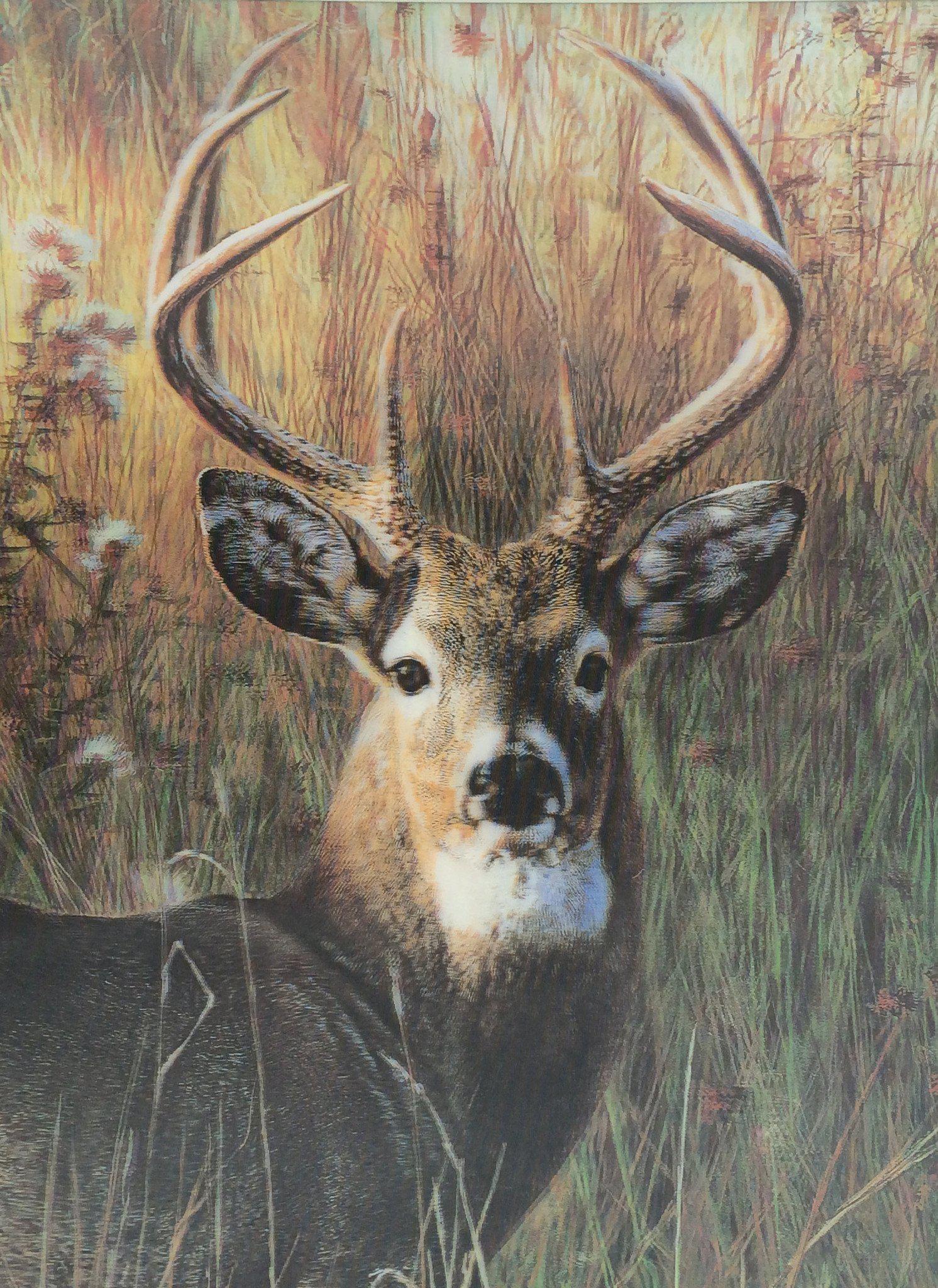 Big Buck Wallpapers - Top Free Big Buck Backgrounds - WallpaperAccess