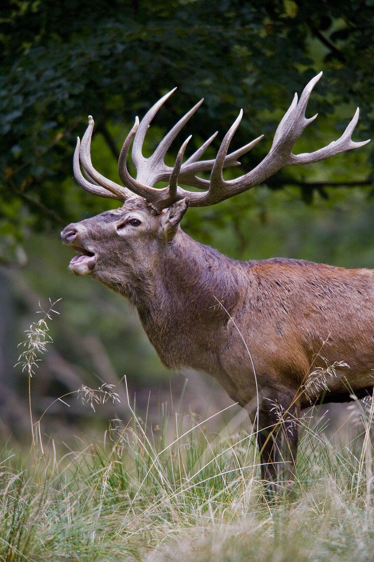 Big Buck Wallpapers - Top Free Big Buck Backgrounds - WallpaperAccess