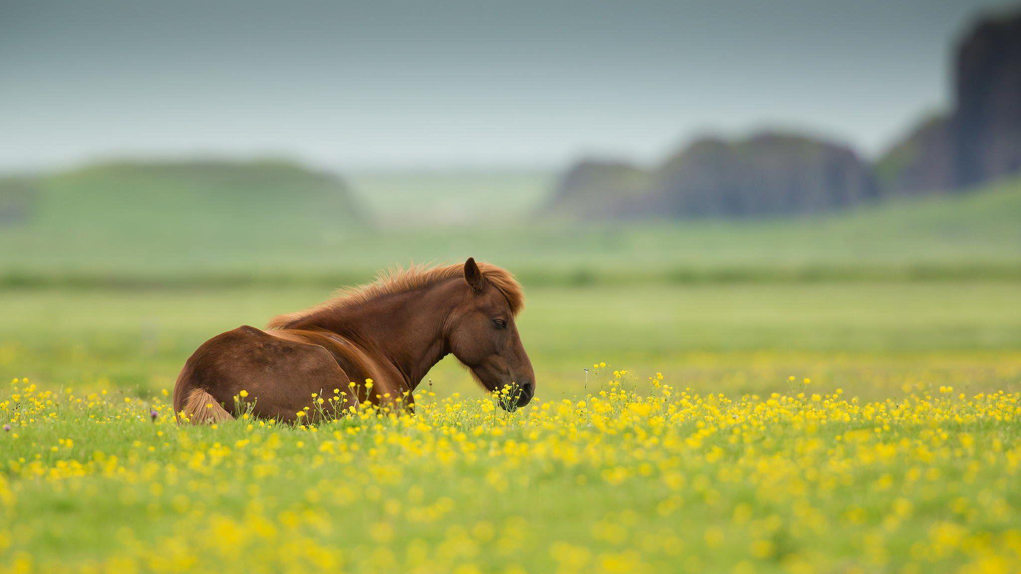 Horse Nature Wallpapers - Top Free Horse Nature Backgrounds ...