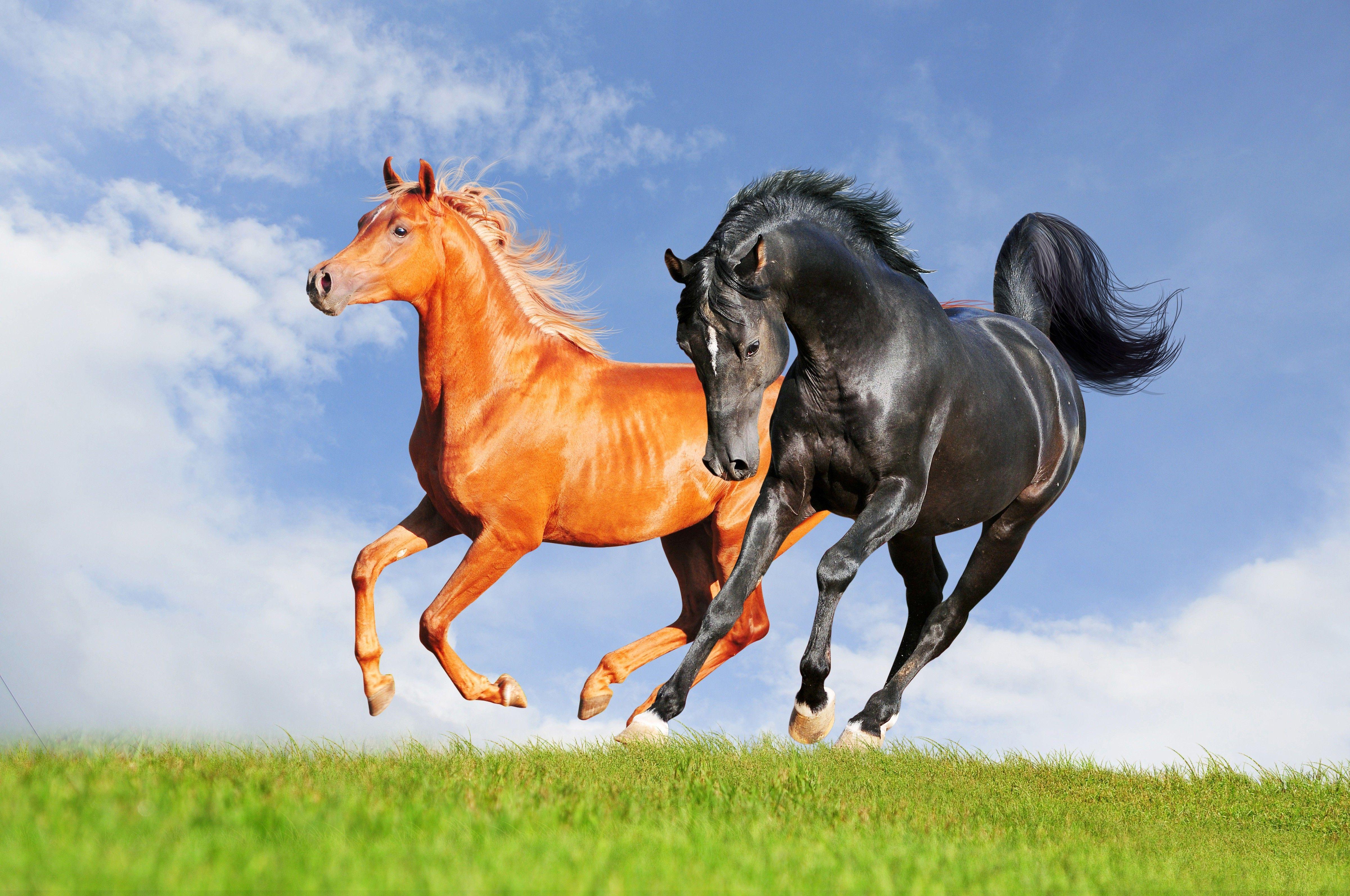 Horse Nature Wallpapers - Top Free Horse Nature Backgrounds ...