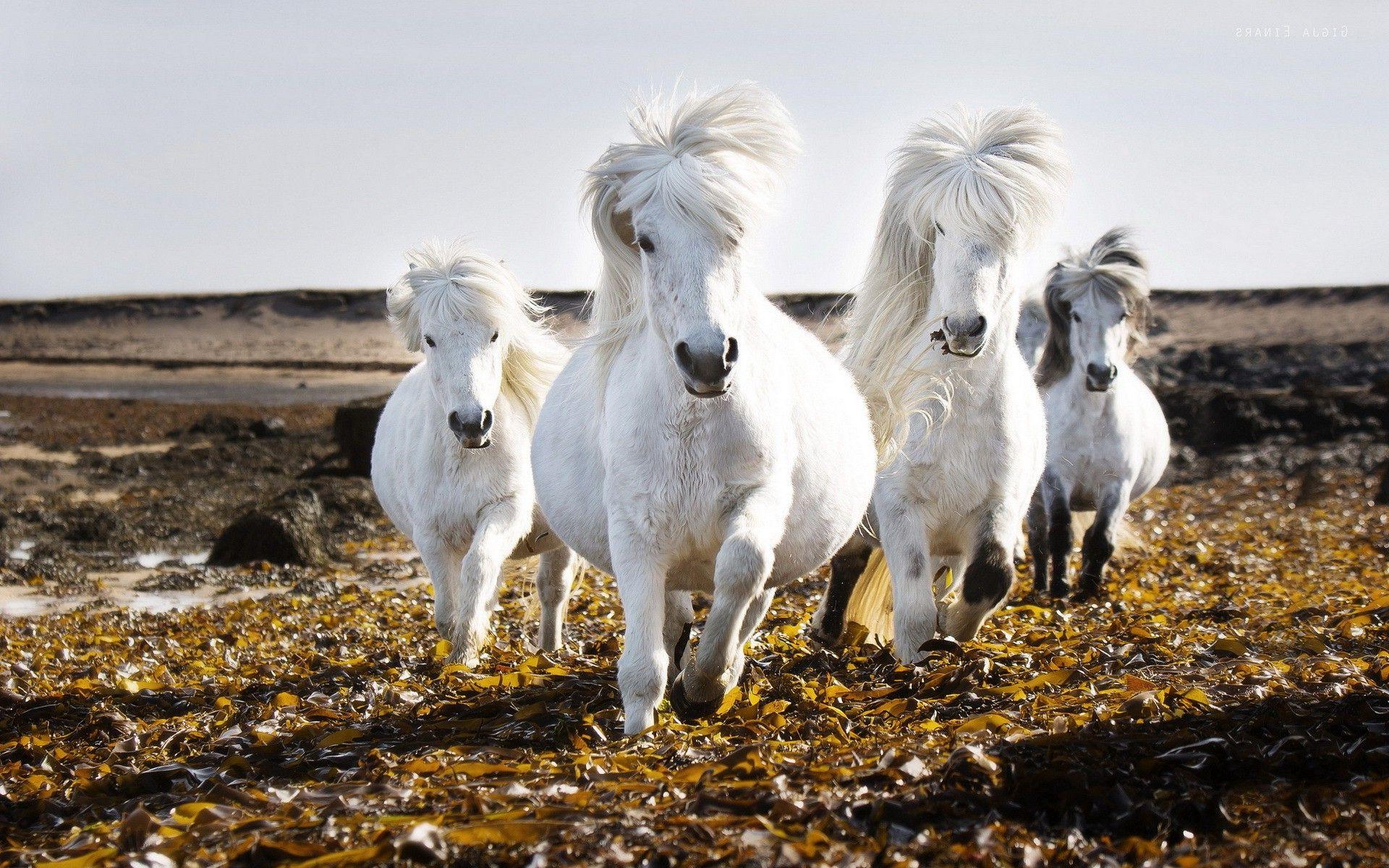 Horse Nature Wallpapers - Top Free Horse Nature Backgrounds ...