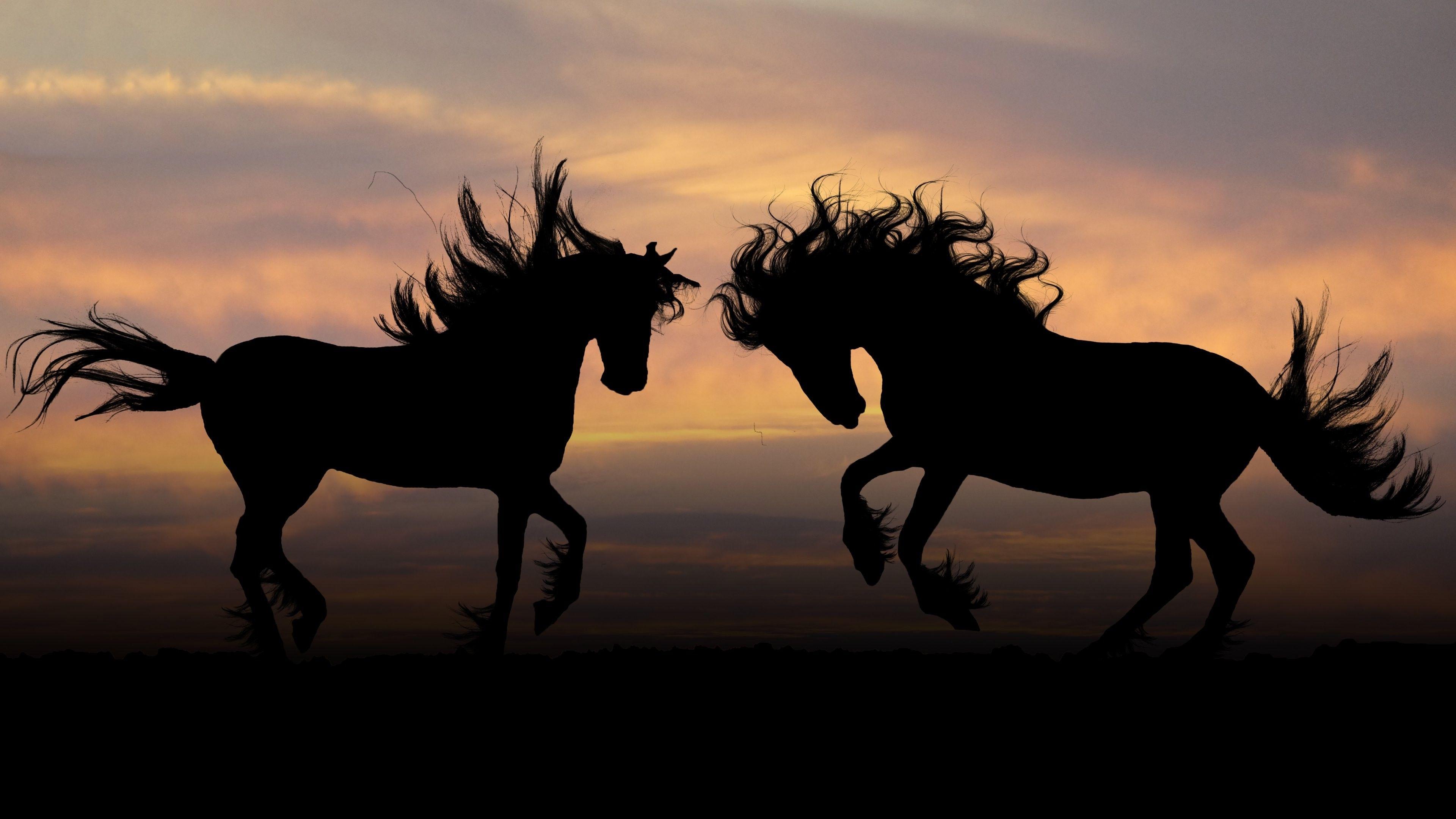Horse Nature Wallpapers - Top Free Horse Nature Backgrounds ...
